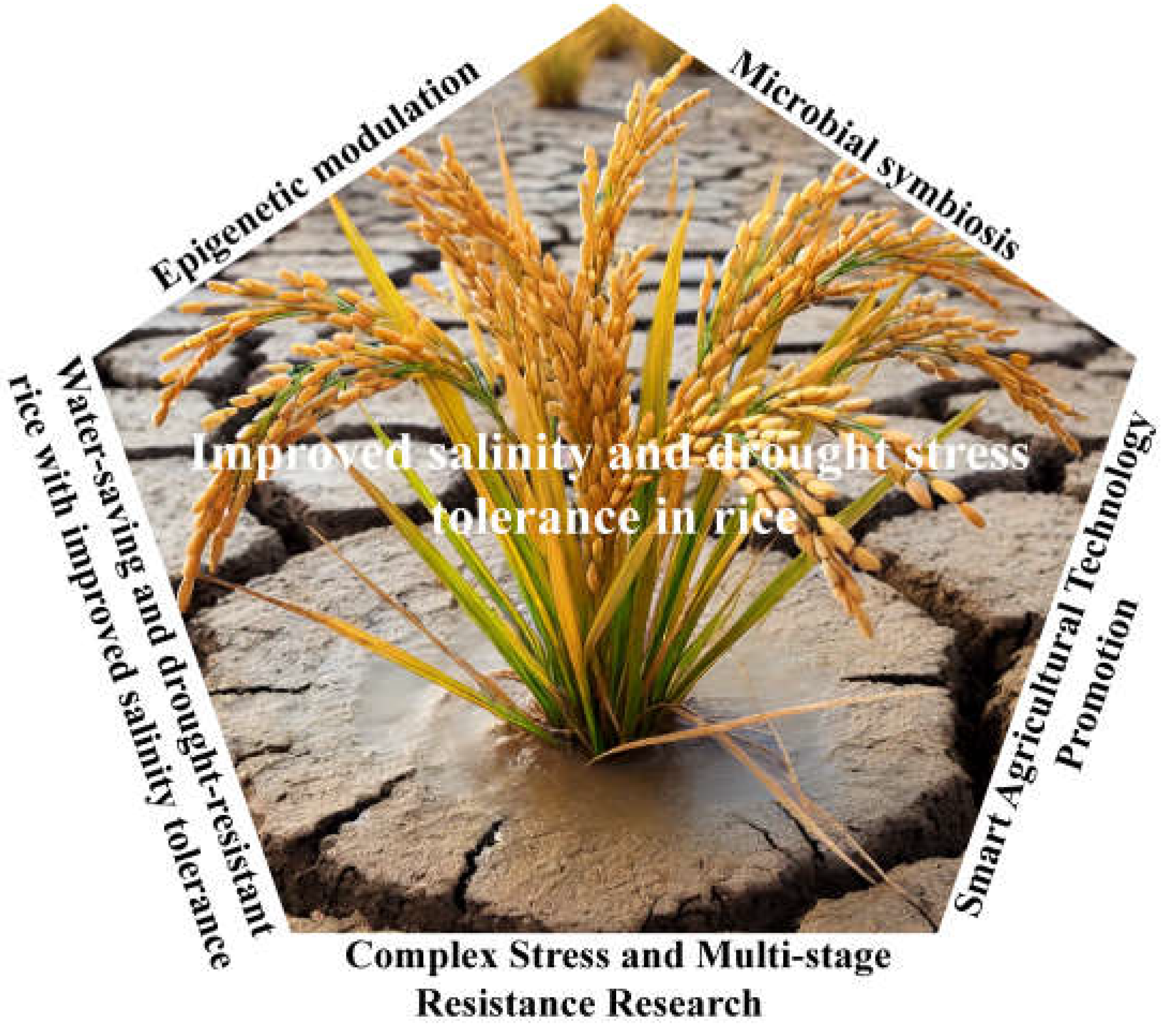 Physiological and Molecular Mechanisms of Rice Tolerance to Salt and ...