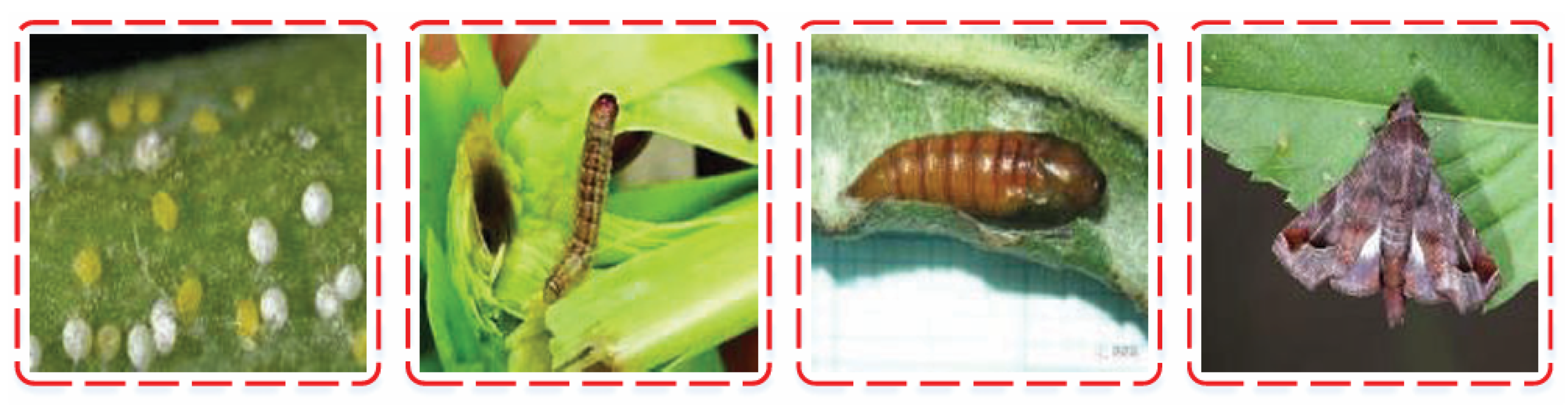 Adaptive Sparse Convolution with Background-Feature Fusion for Efficient Pest Detection[v1 ...