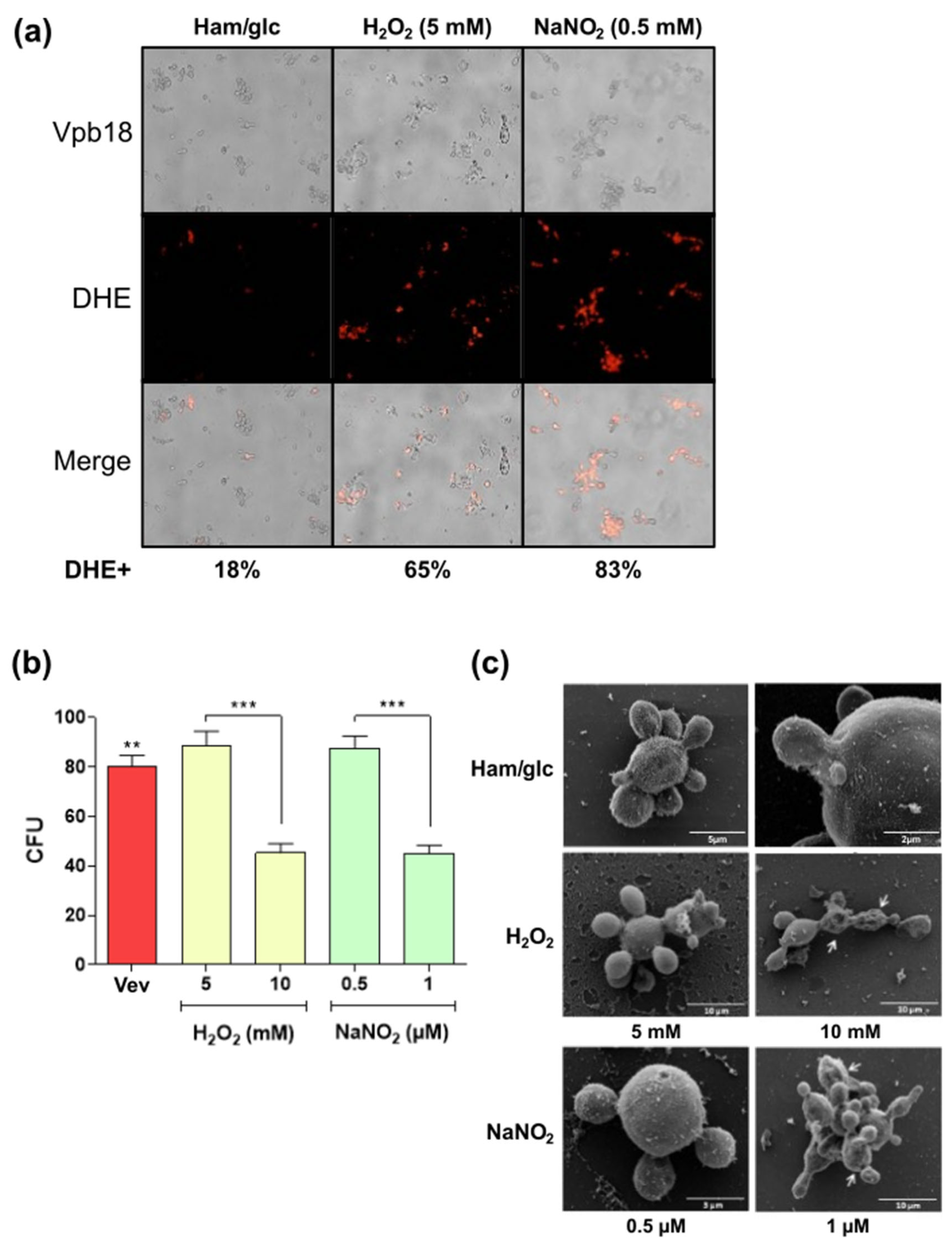Virulence and Stress-Related Proteins Are Differentially Enriched and N ...