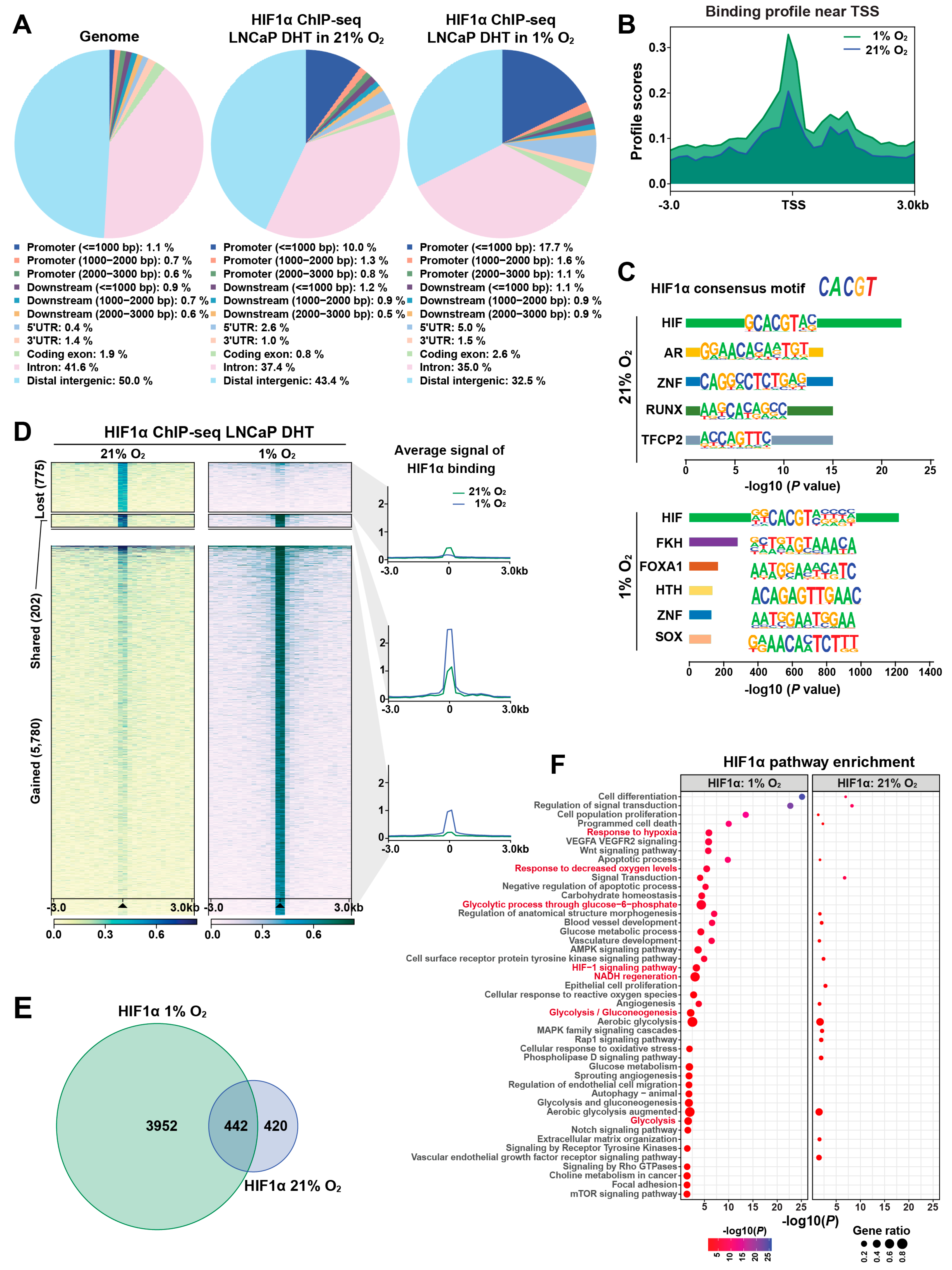 HIF1α-PHD1-FOXA1 Axis Orchestrates Hypoxic Reprogramming and Androgen ...
