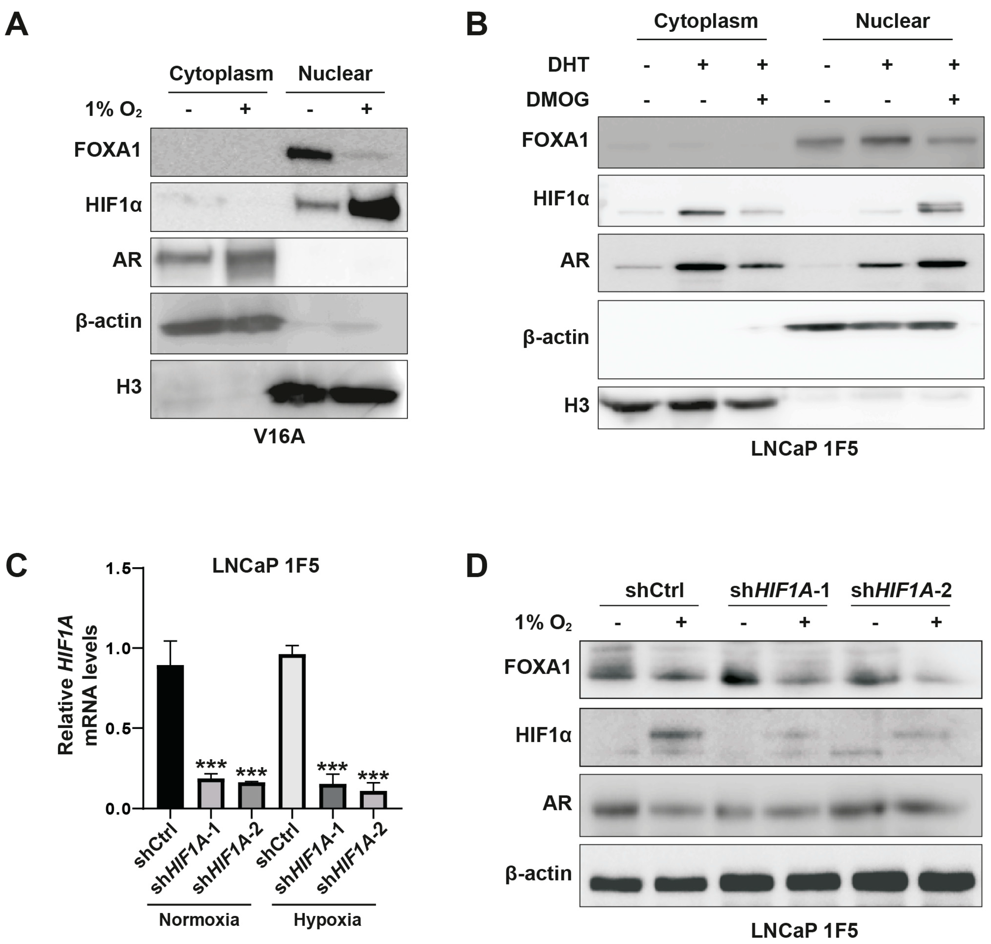HIF1α-PHD1-FOXA1 Axis Orchestrates Hypoxic Reprogramming and Androgen ...