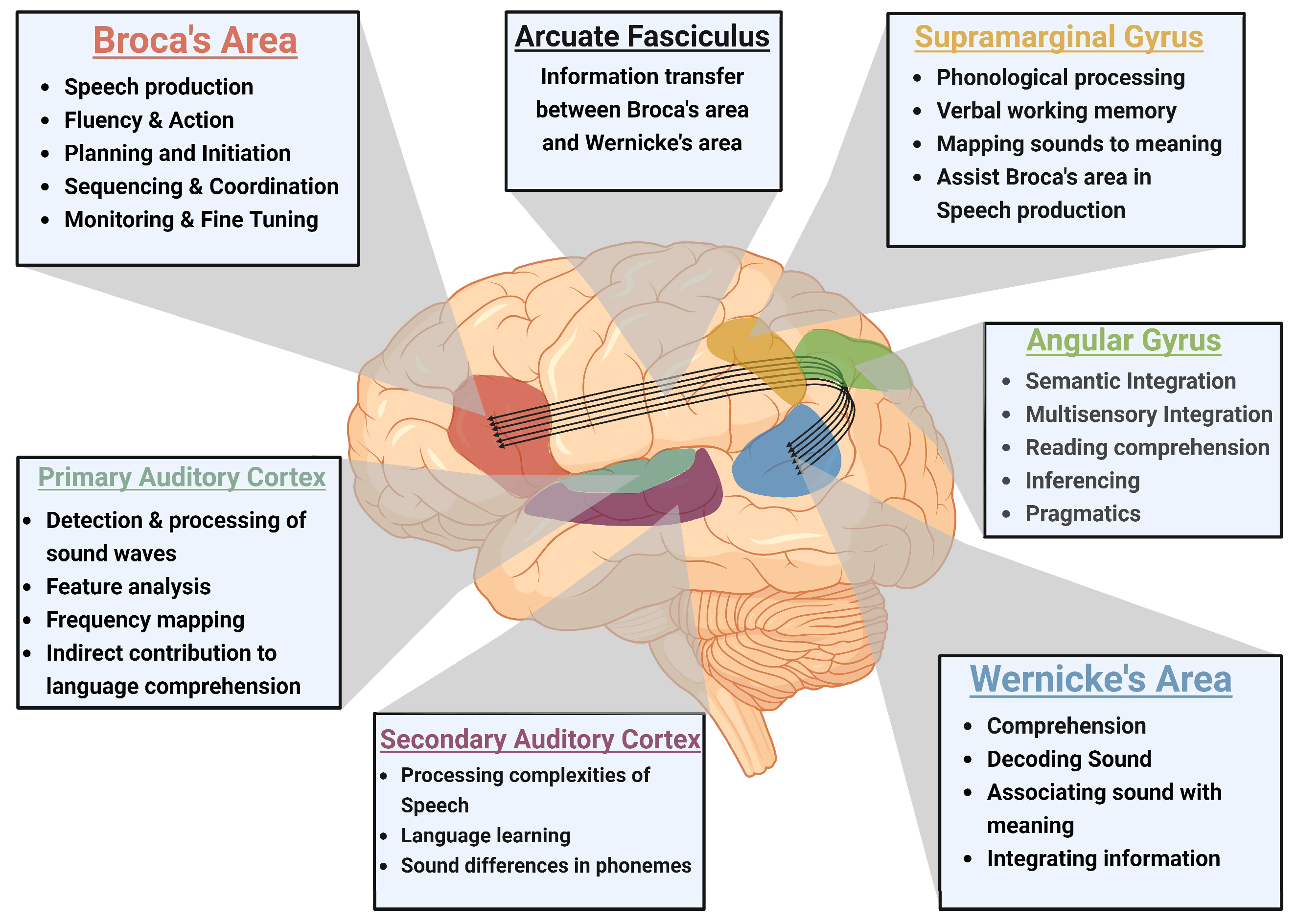 A Bio-psycho-social Overview of Speech Disorders: Neuroanatomical ...