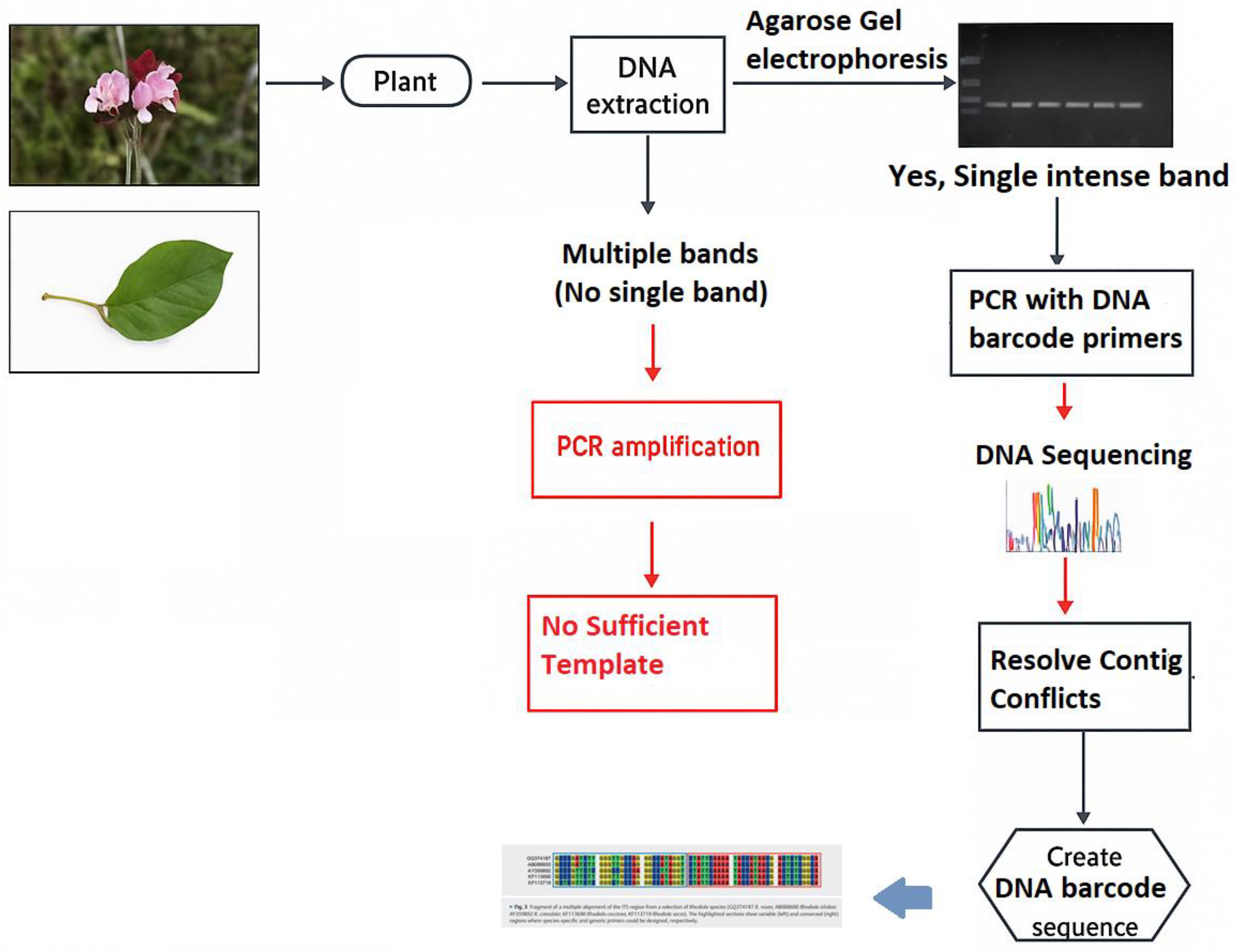Metabarcoding in Herbal Product Surveillance: Detecting Adulteration ...
