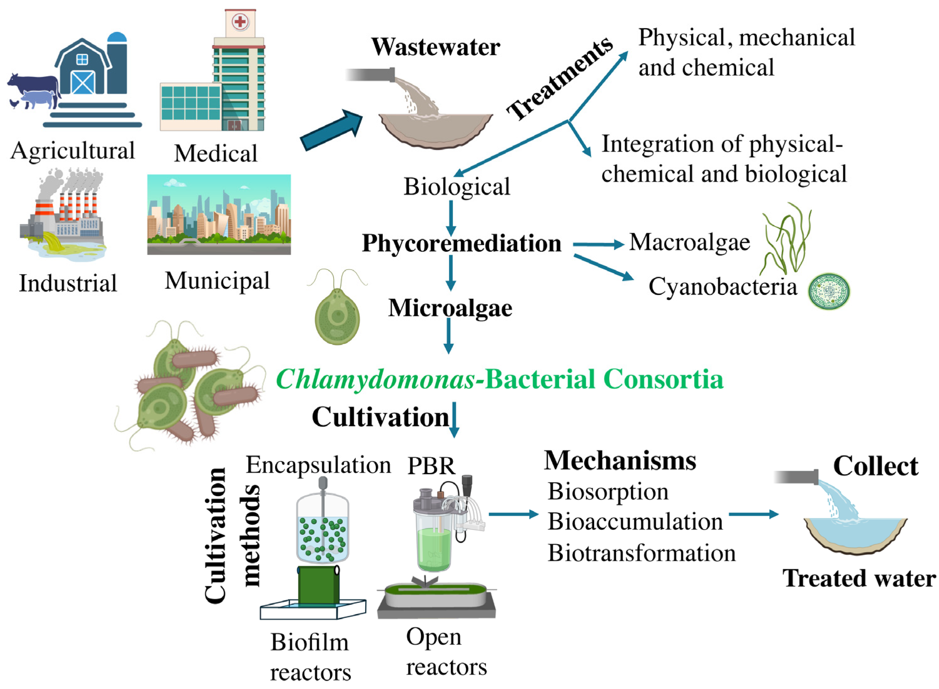 Significance and Applications of the Microalgae Chlamydomonas and its Bacterial Consortia[v1 ...
