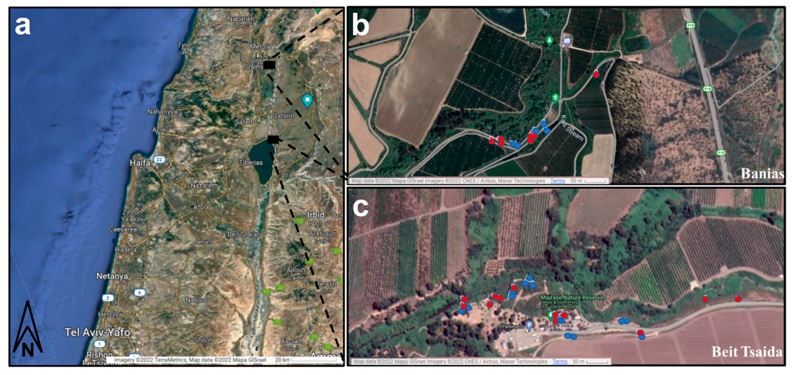 Wild Grapevine (Vitis vinifera L. Subsp. Sylvestris (C.C. Gmelin) Hegi ...