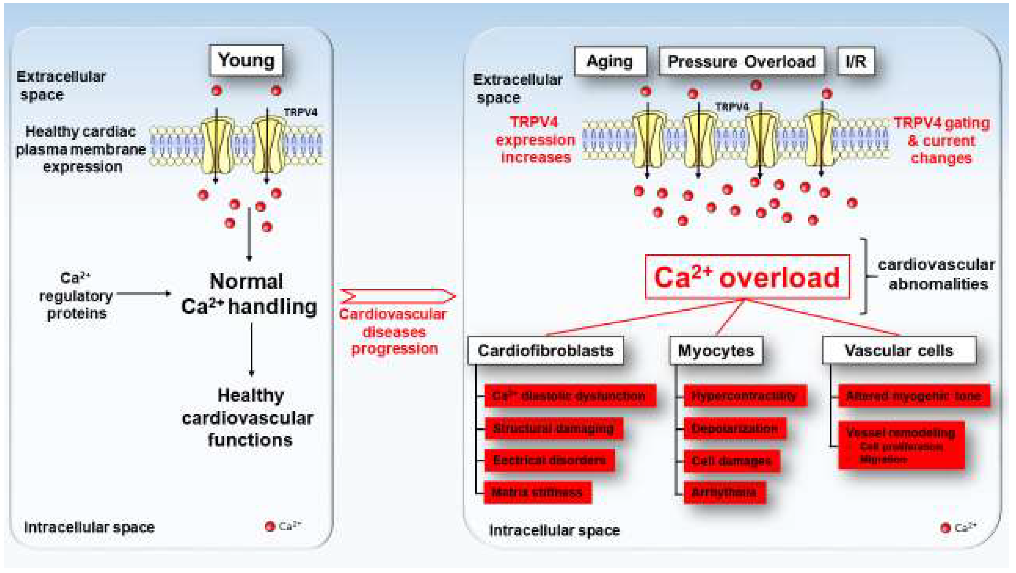 Pathophysiological Roles of TRPV4 Channel in the Heart[v1] | Preprints.org