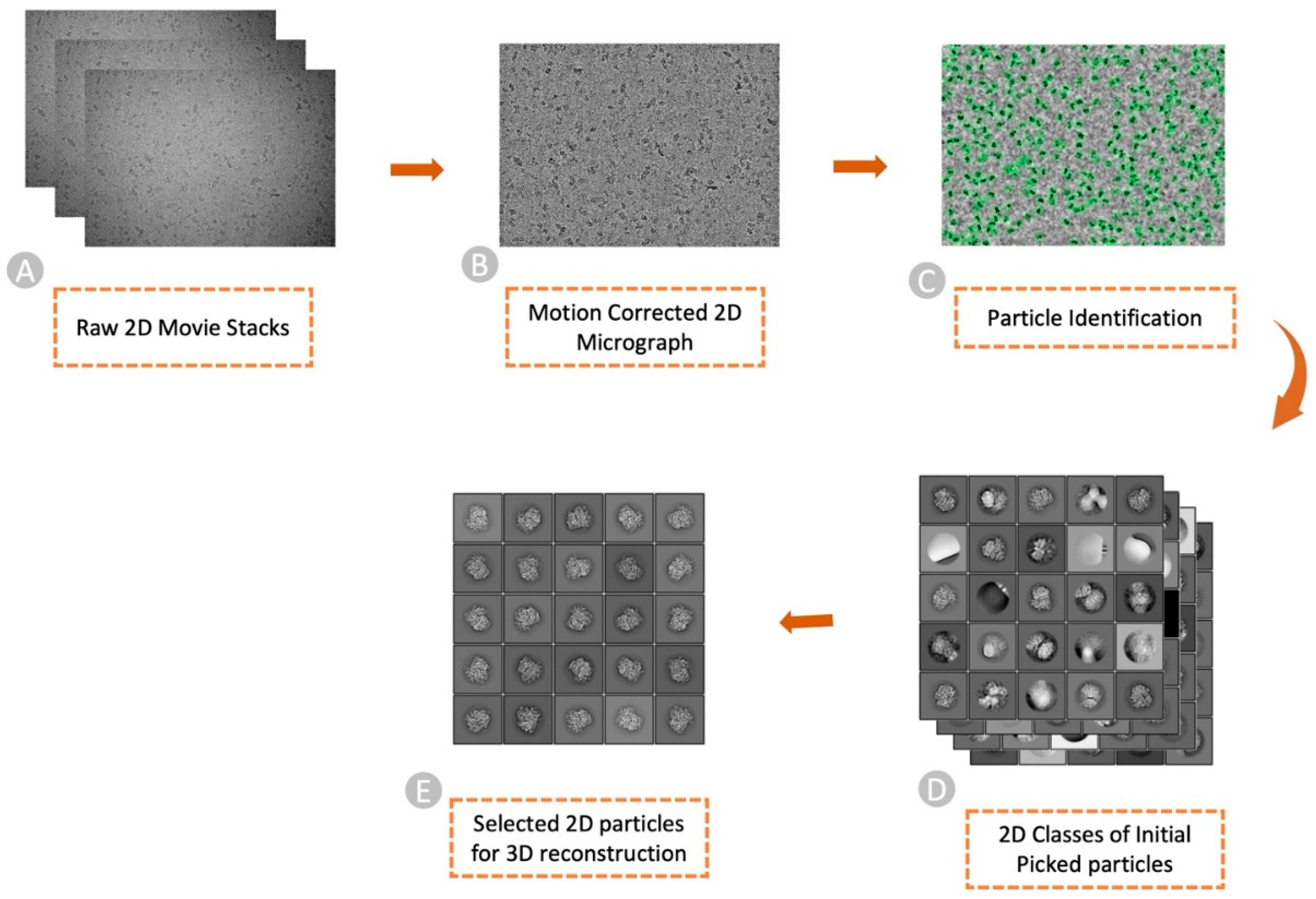Artificial Intelligence in Cryo-EM Protein Particle Picking: Recent Advances and Remaining ...
