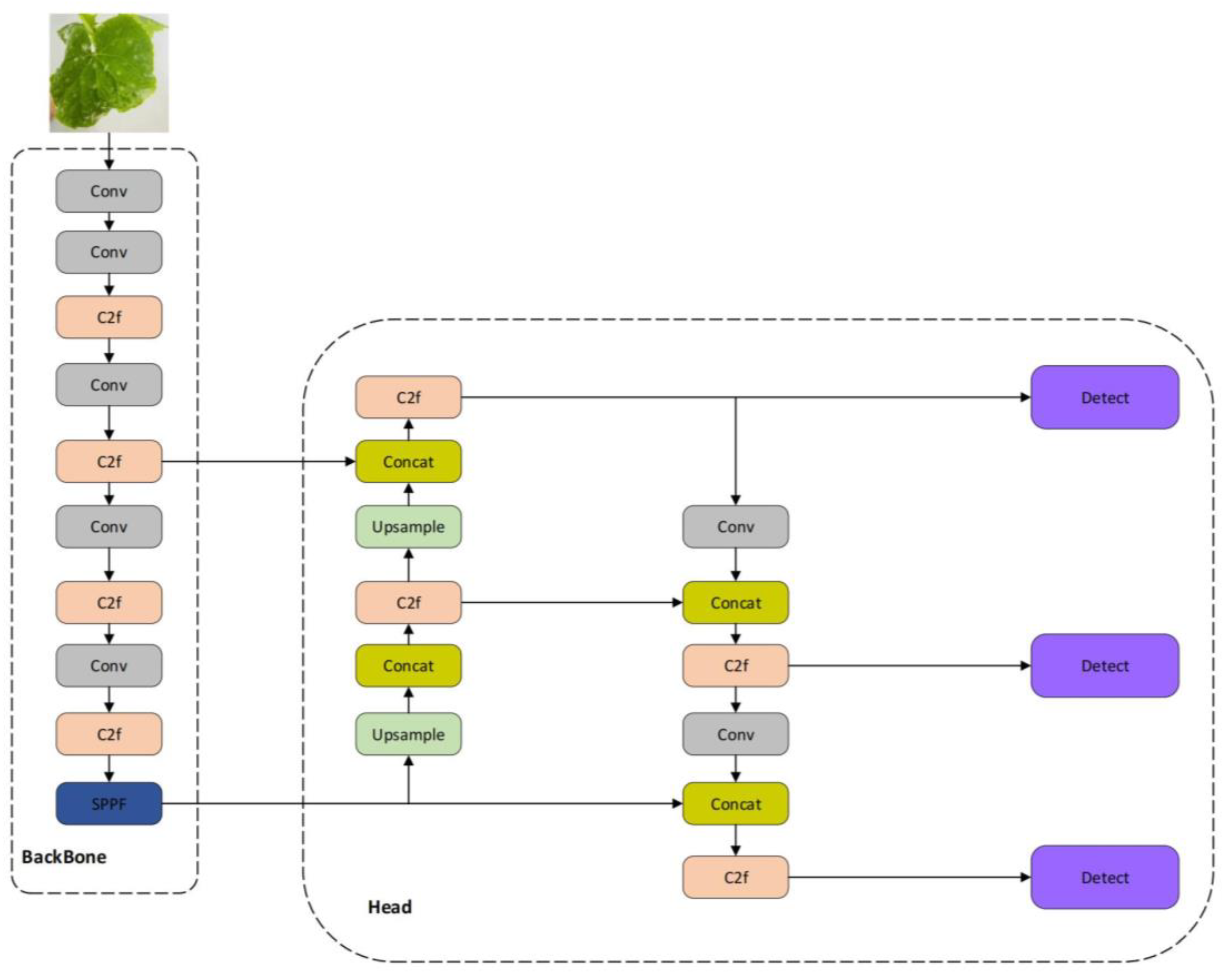 DM-YOLOv8: Improved Cucumber Disease and Insect Detection Model Based on YOLOV8[v1] | Preprints.org