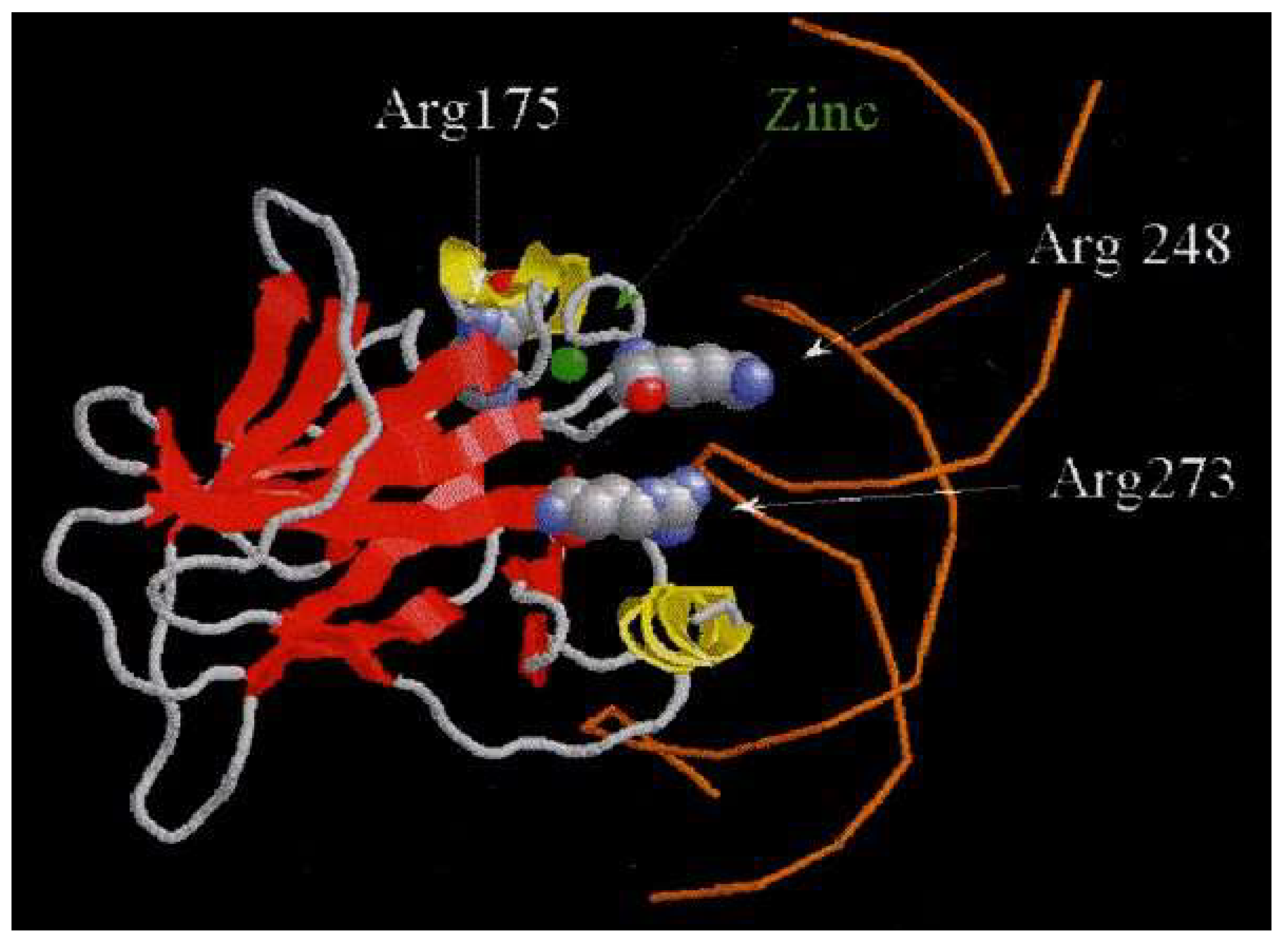 New Extended Investigations in Breast Cancer Diagnosis Including miRNAs ...