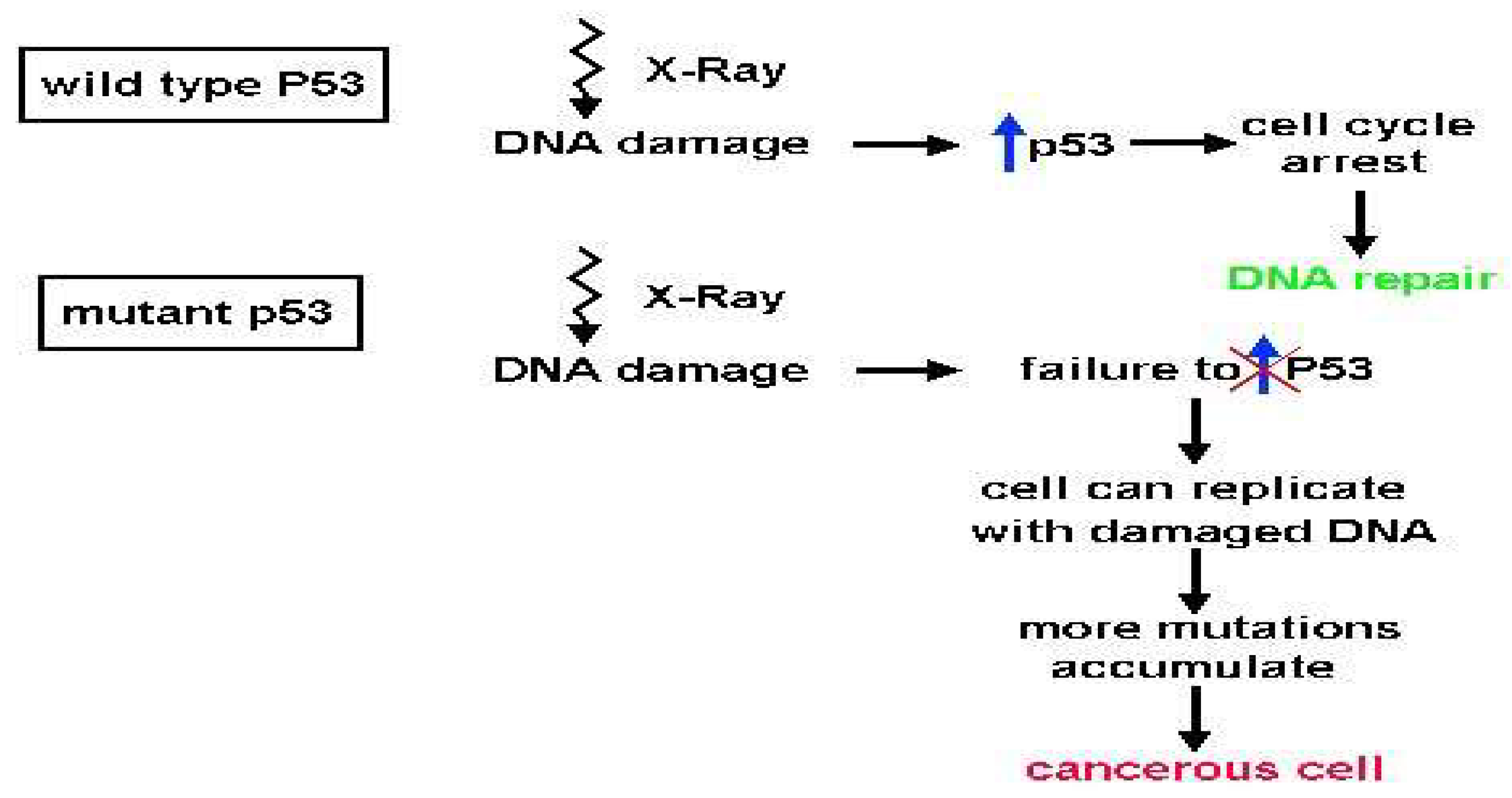 New Extended Investigations in Breast Cancer Diagnosis Including miRNAs ...