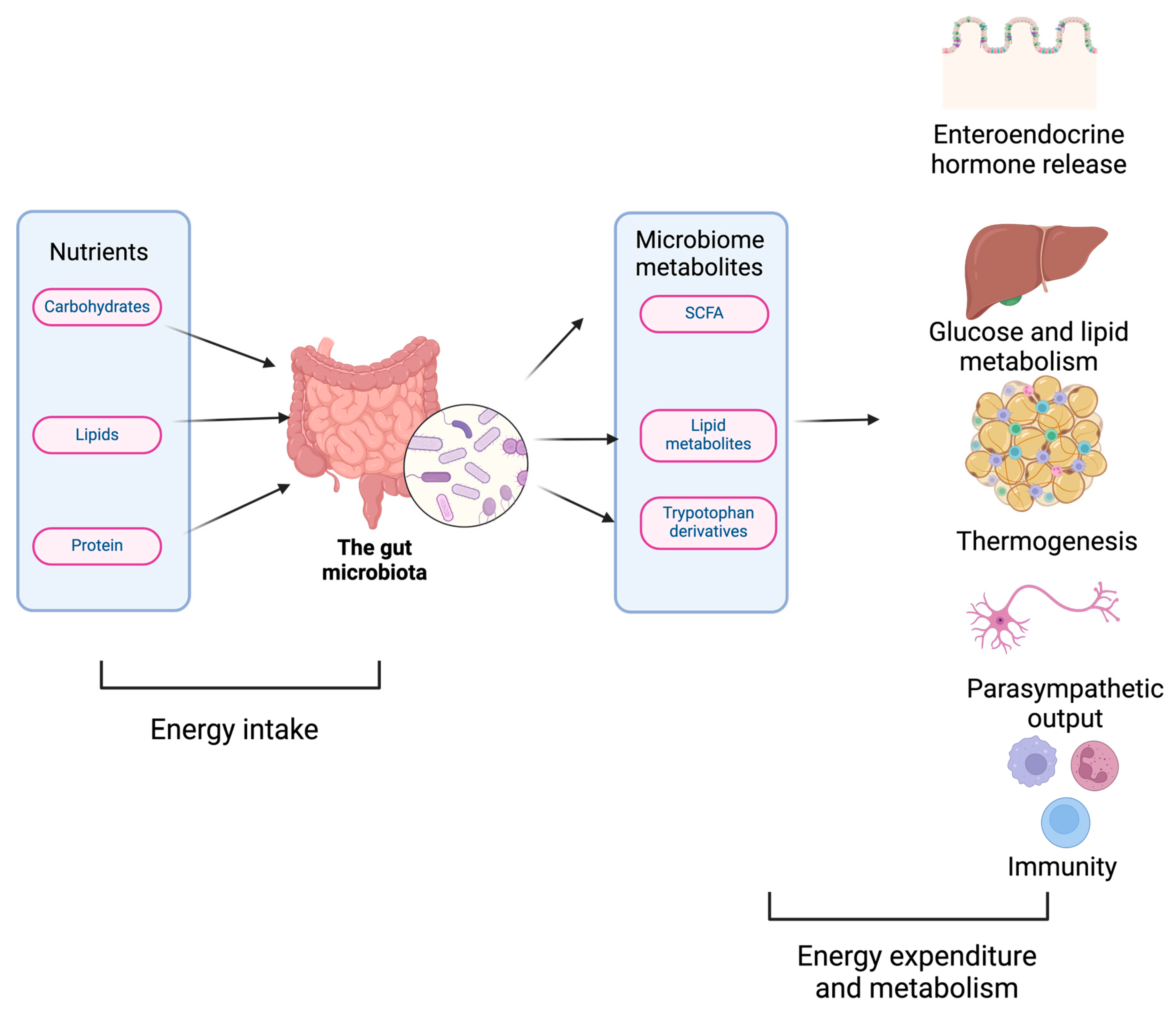 "The Interplay between Microbiome and Cancer Metabolism: A New ...
