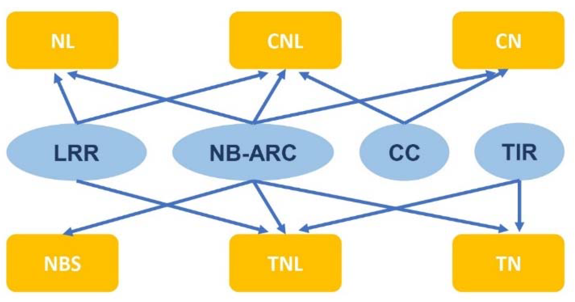 Contribution of duplicated Nucleotide-binding leucine-rich repeat (NLR) genes to wheat disease ...