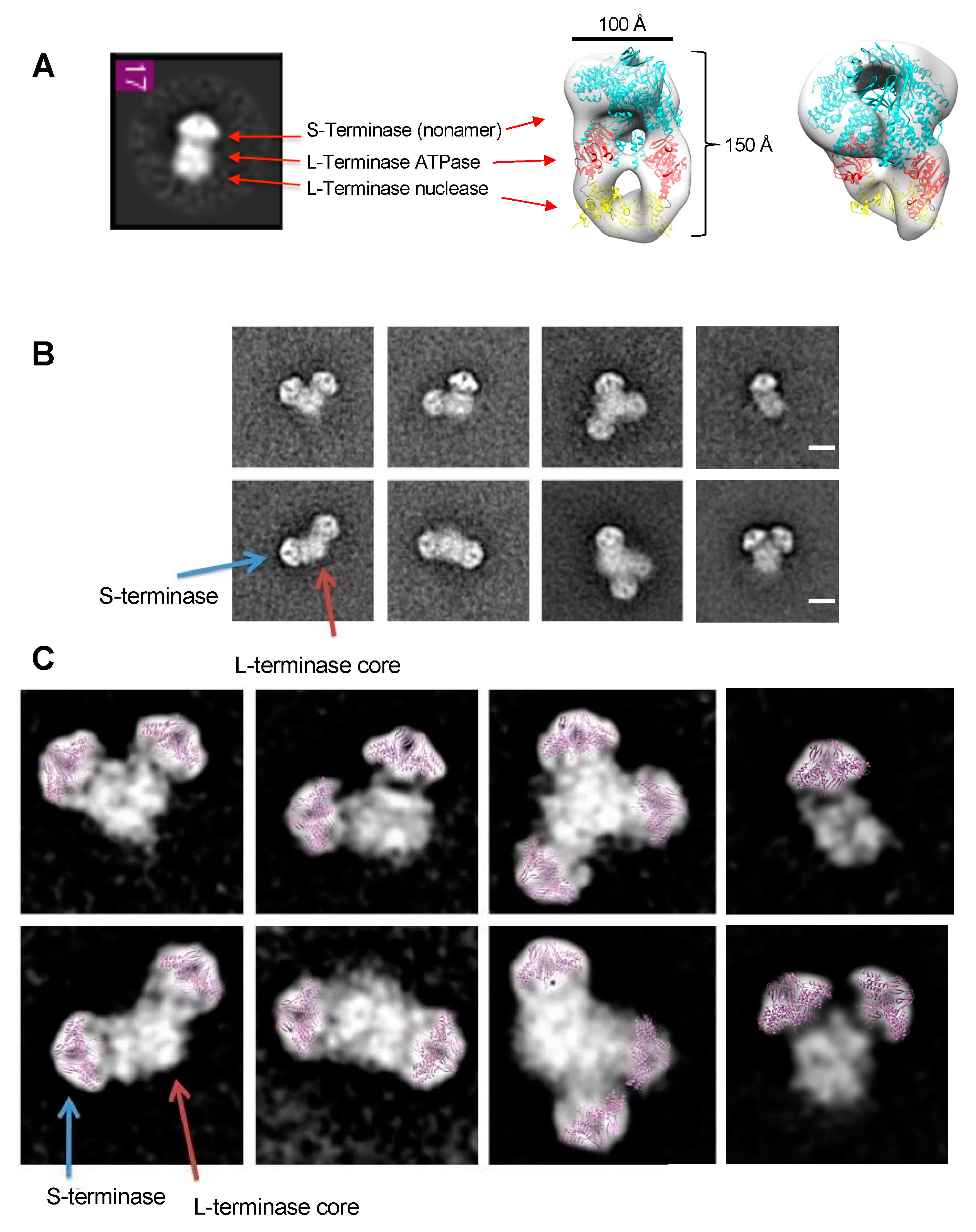Differential Large and Small Terminase Subunit Assembly Mediate Bacteriophage P22 Genome ...