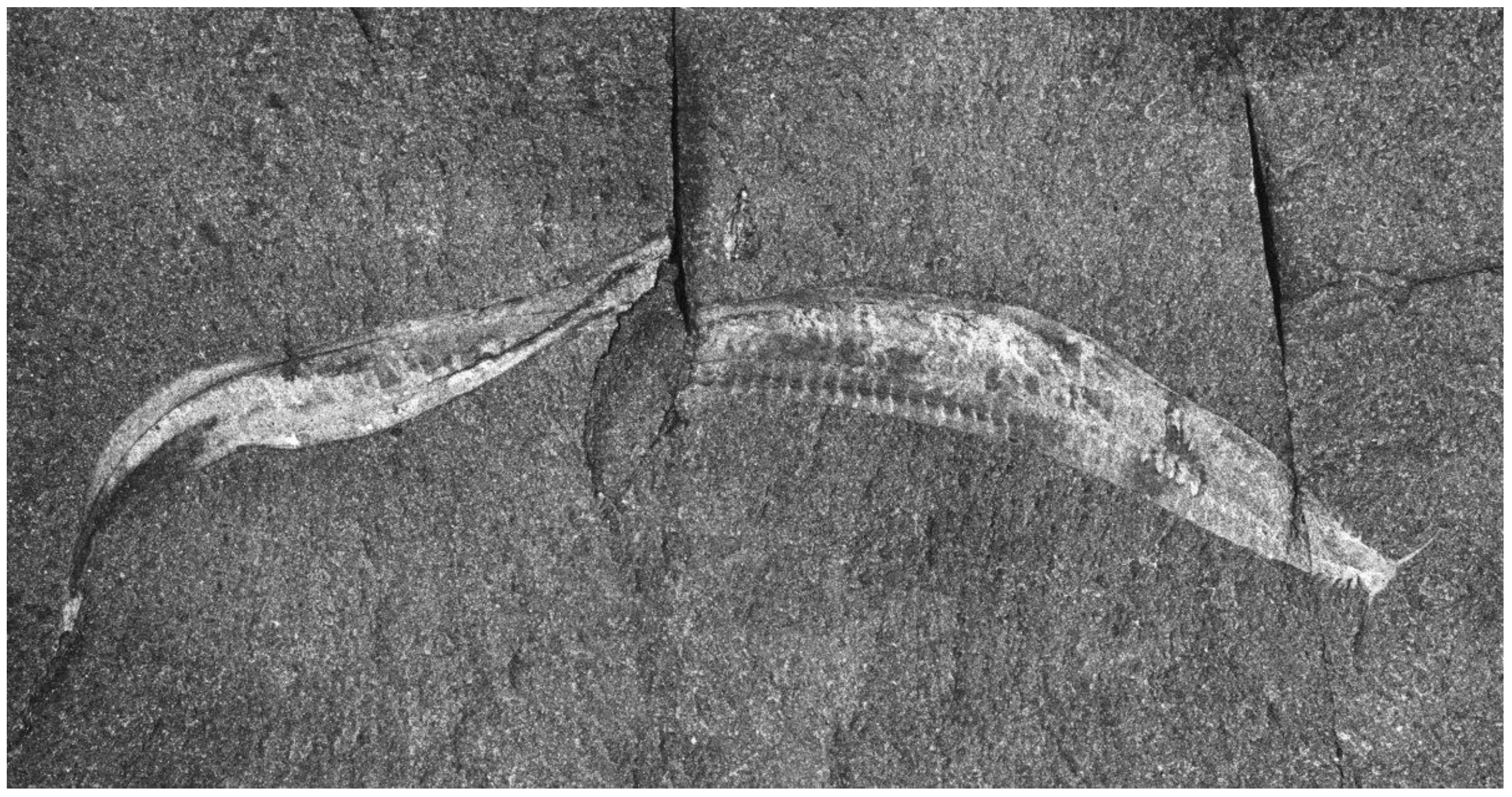 Early Origins and Evolution of Vertebrates: From Cambrian Chordates to ...