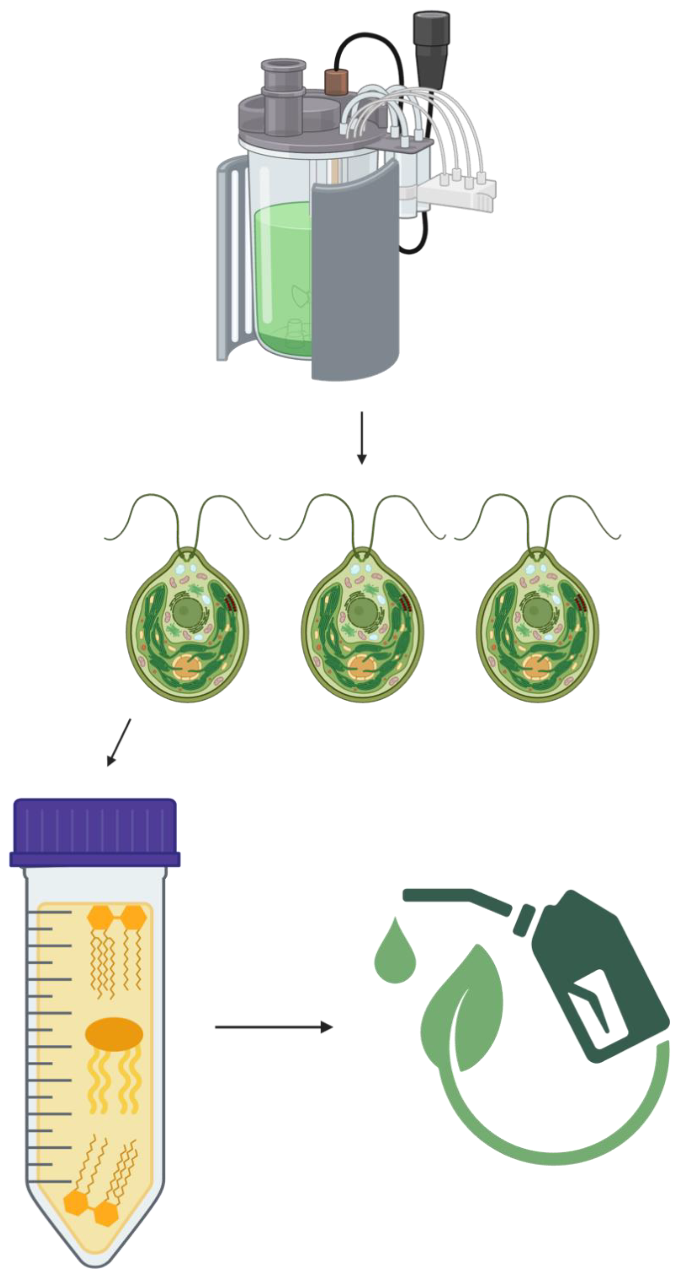 Exploring the Impact of Environmental Conditions and Bioreactors on Microalgae Growth and ...