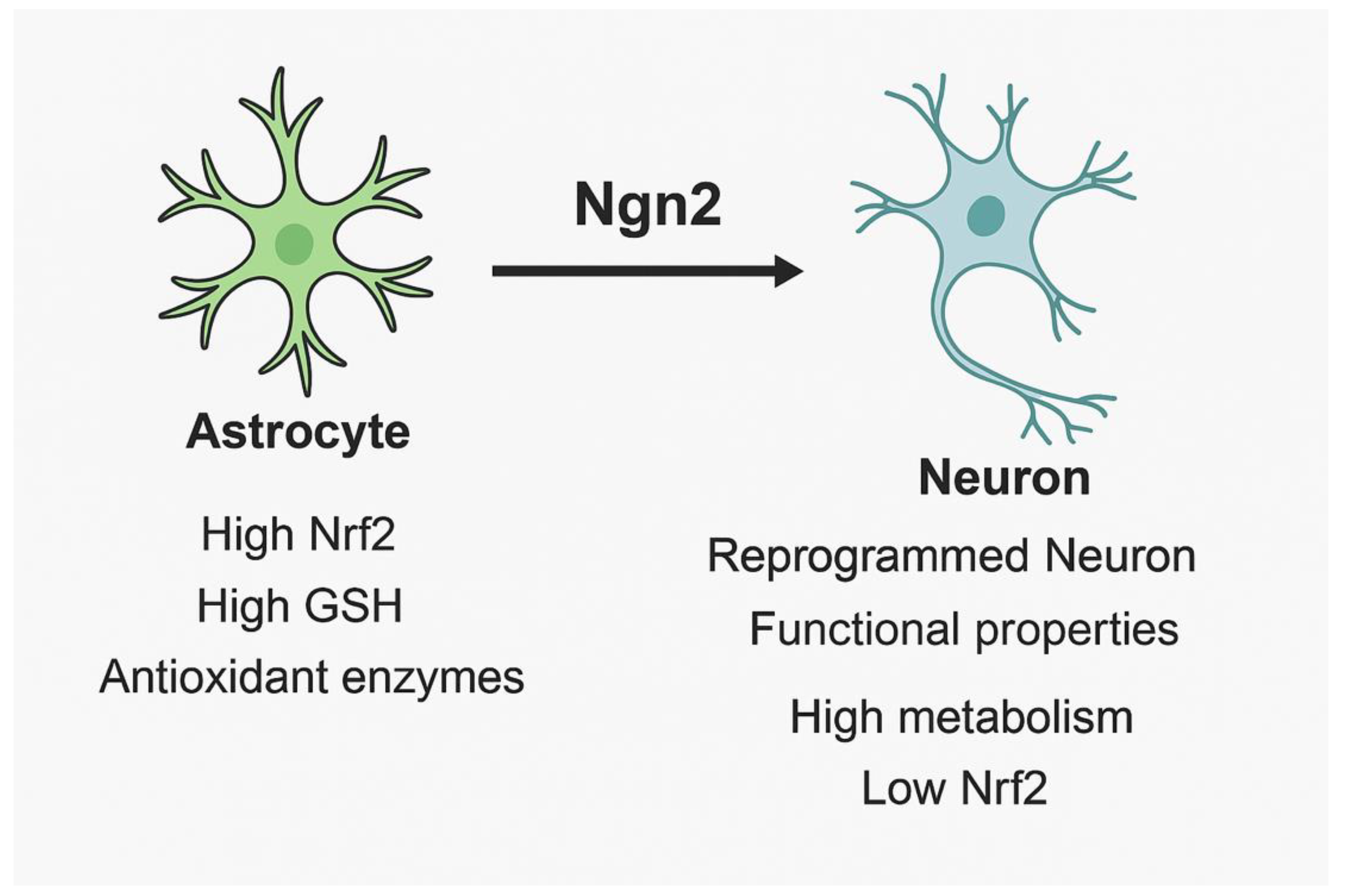 Astrocyte-to-Neuron Reprogramming via Neurogenin2: A Dual Strategy for ...