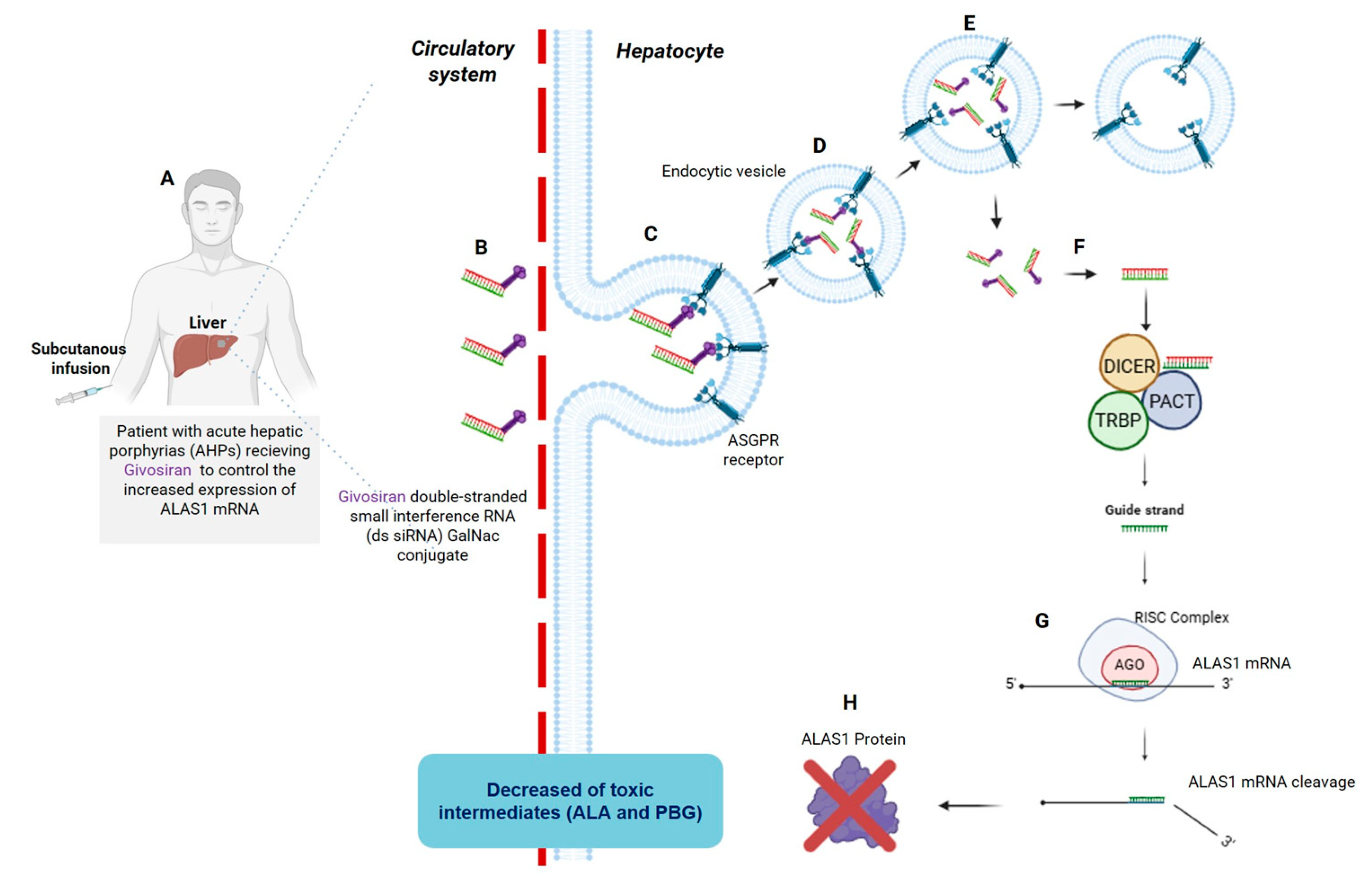 C16-siRNAs in Focus: Development of ALN-APP, the First RNAi-Based ...