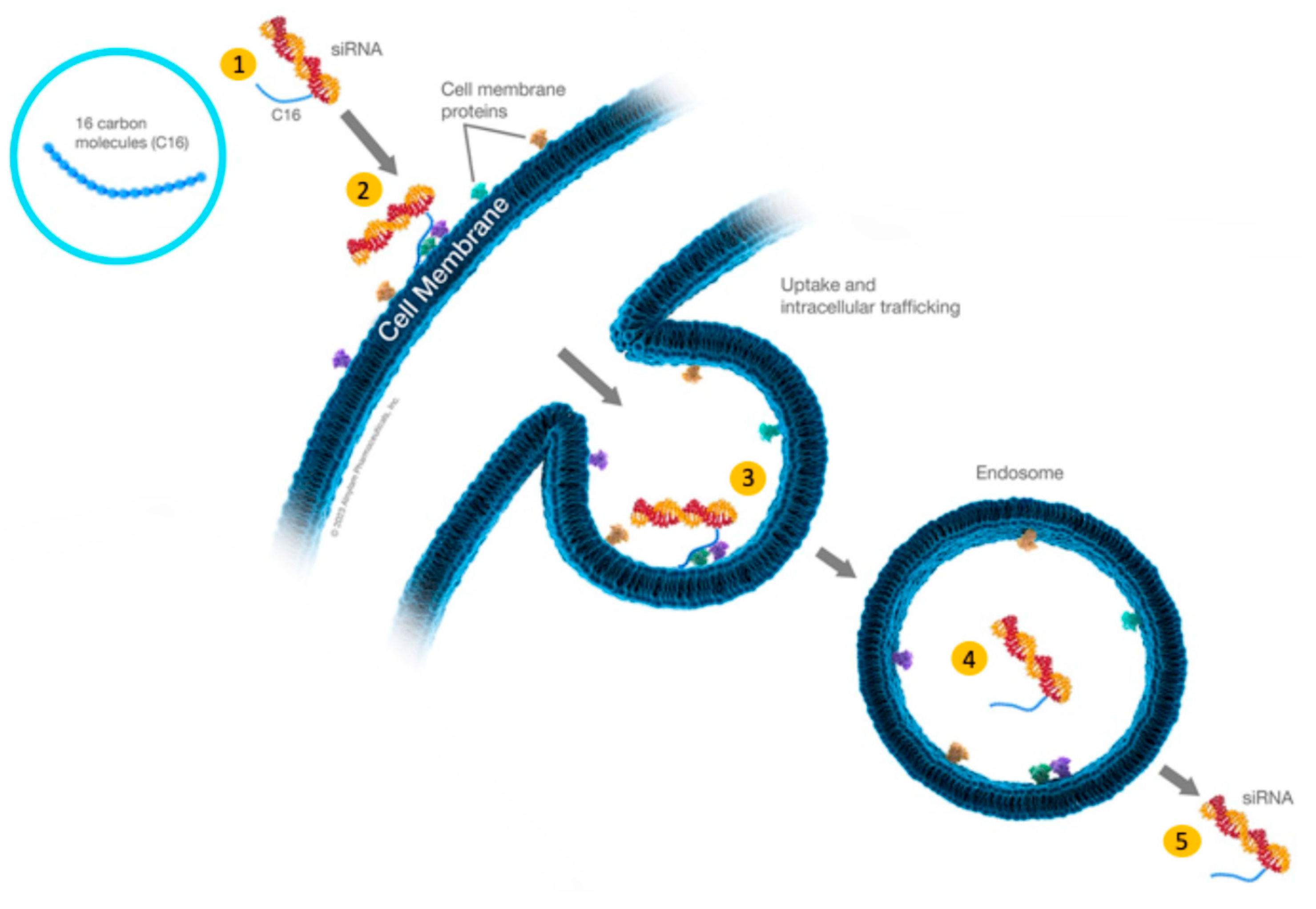 C16-siRNAs in Focus: Development of ALN-APP, the First RNAi-Based ...