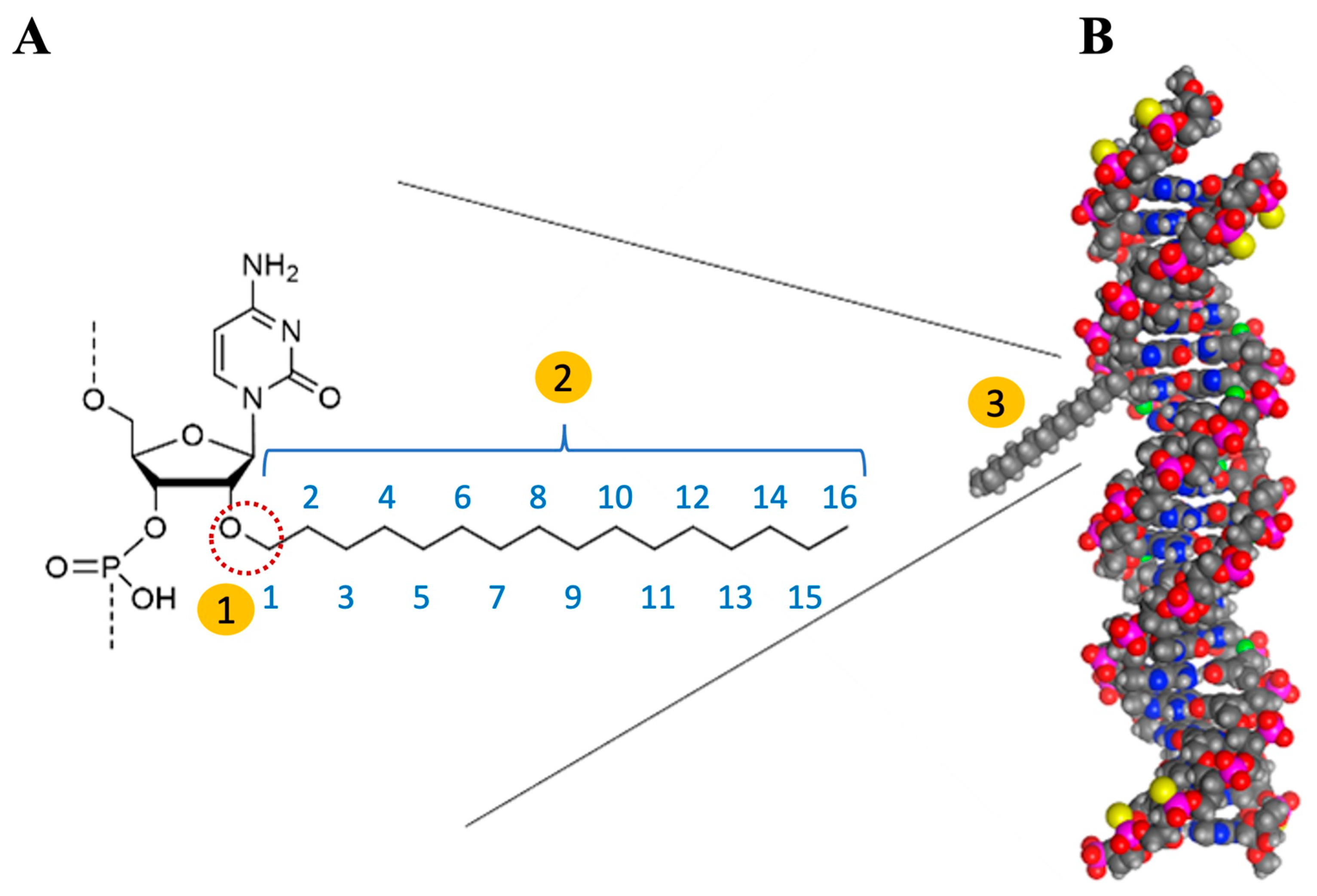 C16-siRNAs in Focus: Development of ALN-APP, the First RNAi-Based ...