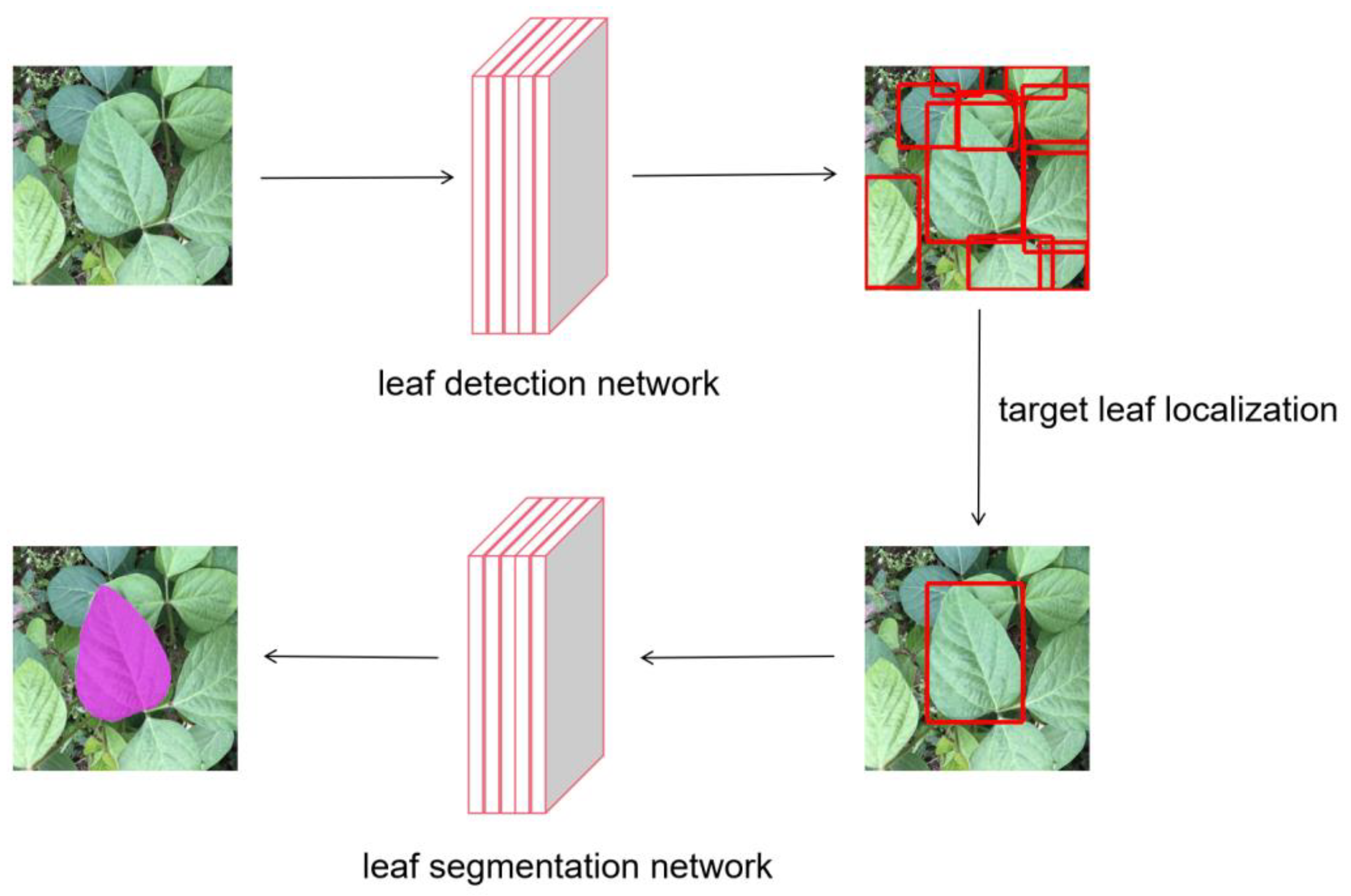 Target soybean leaf automatic segmentation based on object detection and interactive ...