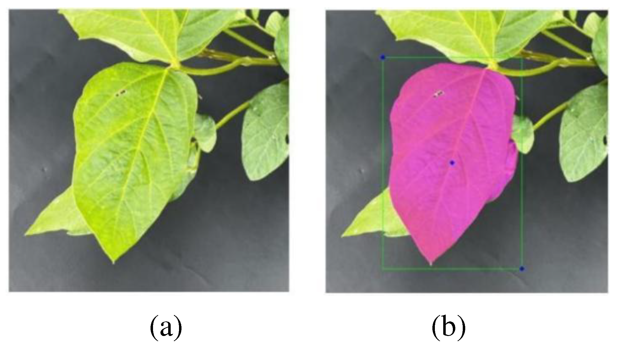 Target soybean leaf automatic segmentation based on object detection and interactive ...
