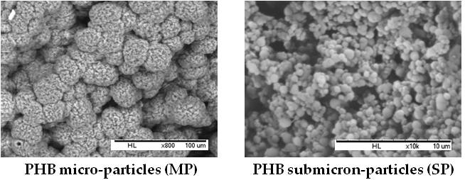 Synthesis of Polyhydroxybutyrate Particles with Micro-to-Nanosized ...