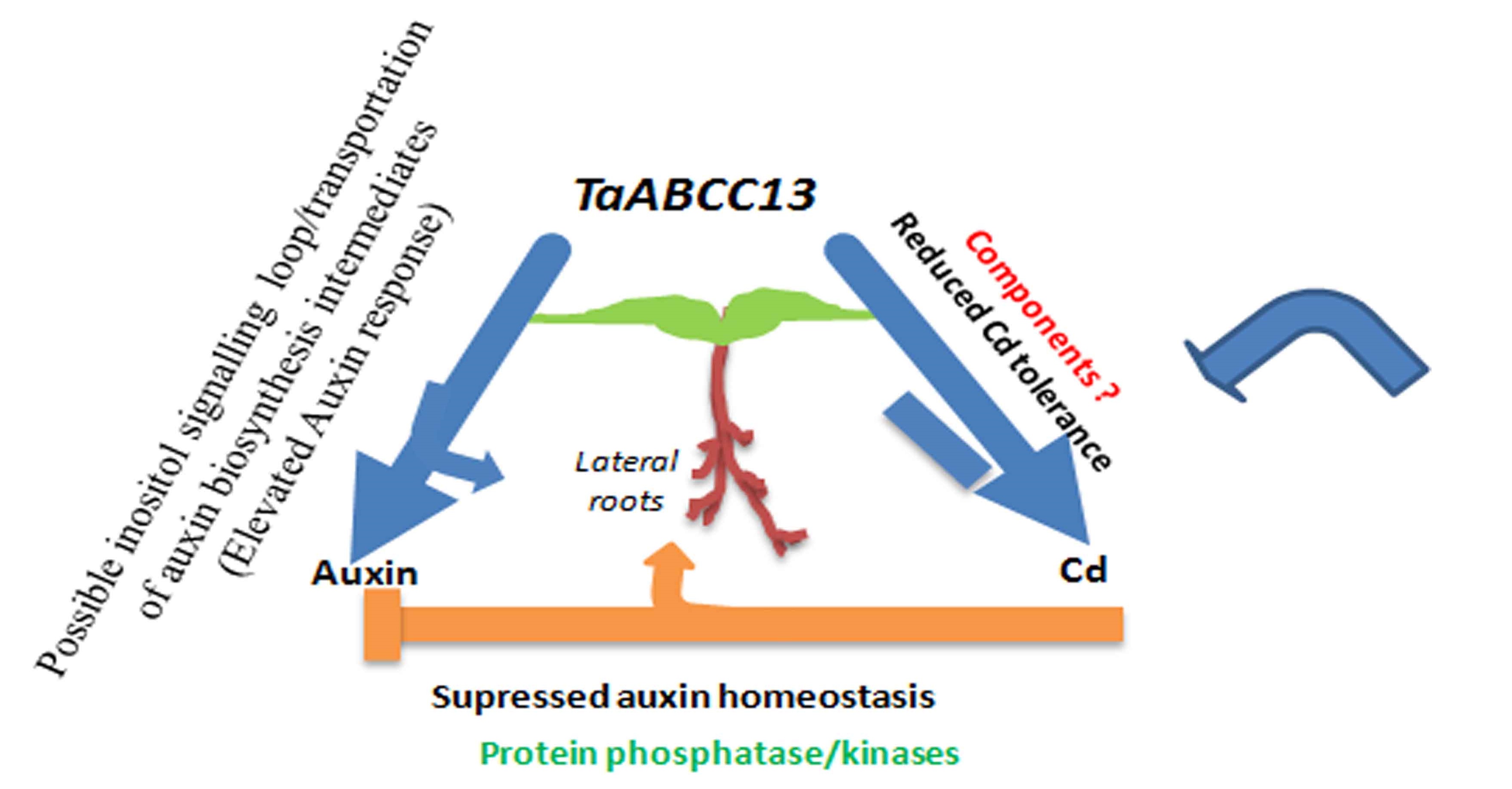 Interconnection between Wheat ABCC13 Transporter and Auxin-Related ...