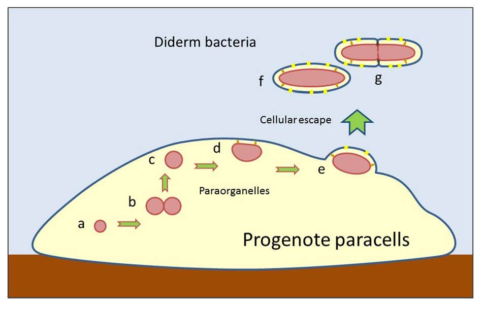 ‘Parabiotic Evolution’: From Stochasticity in Geochemical and ...