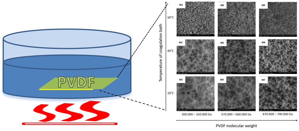 PVDF Membrane Morphology - Influence of Polymer Molecular Weight and ...