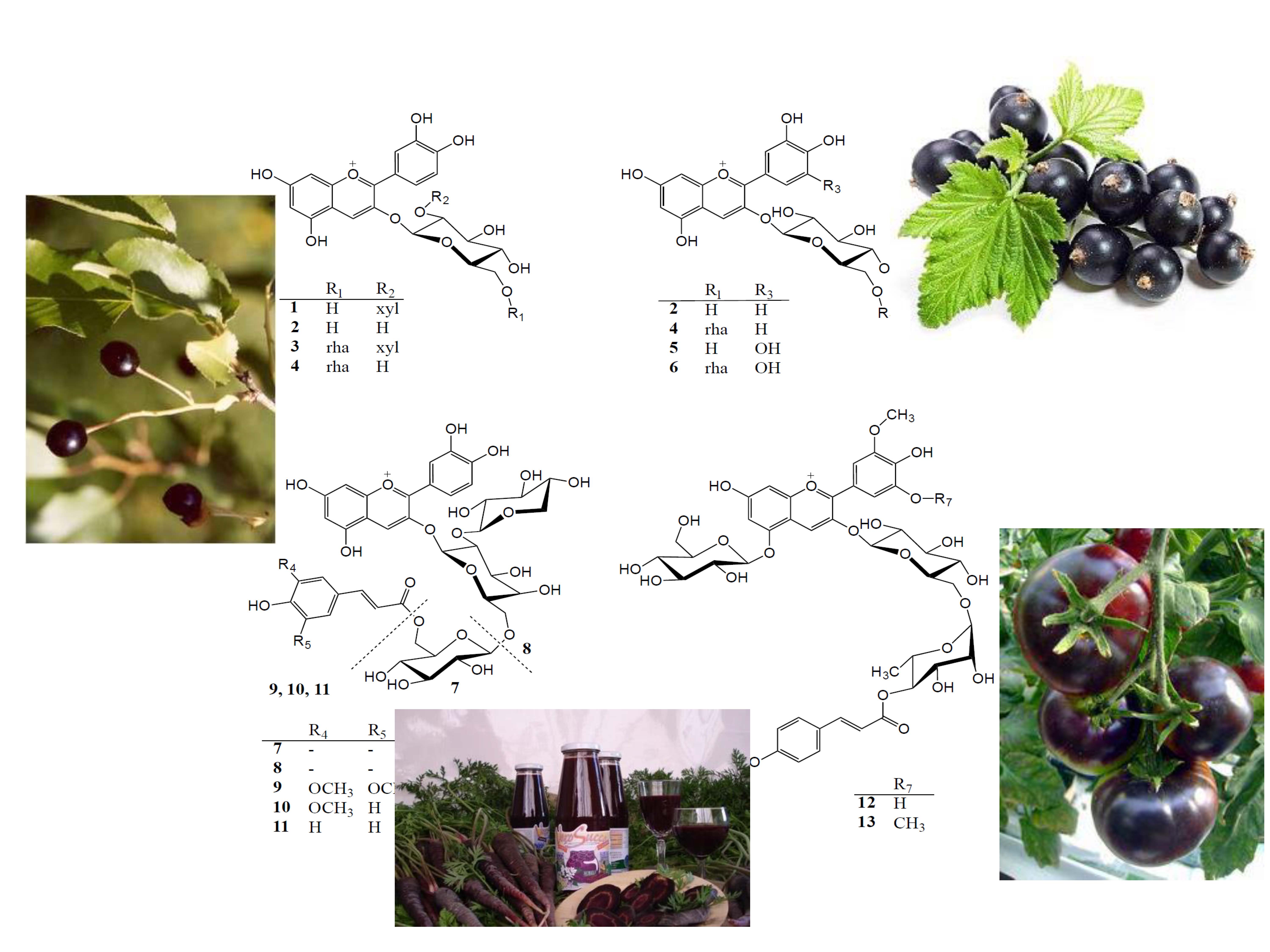 Radical Scavenging and Biological Activities of Representative ...