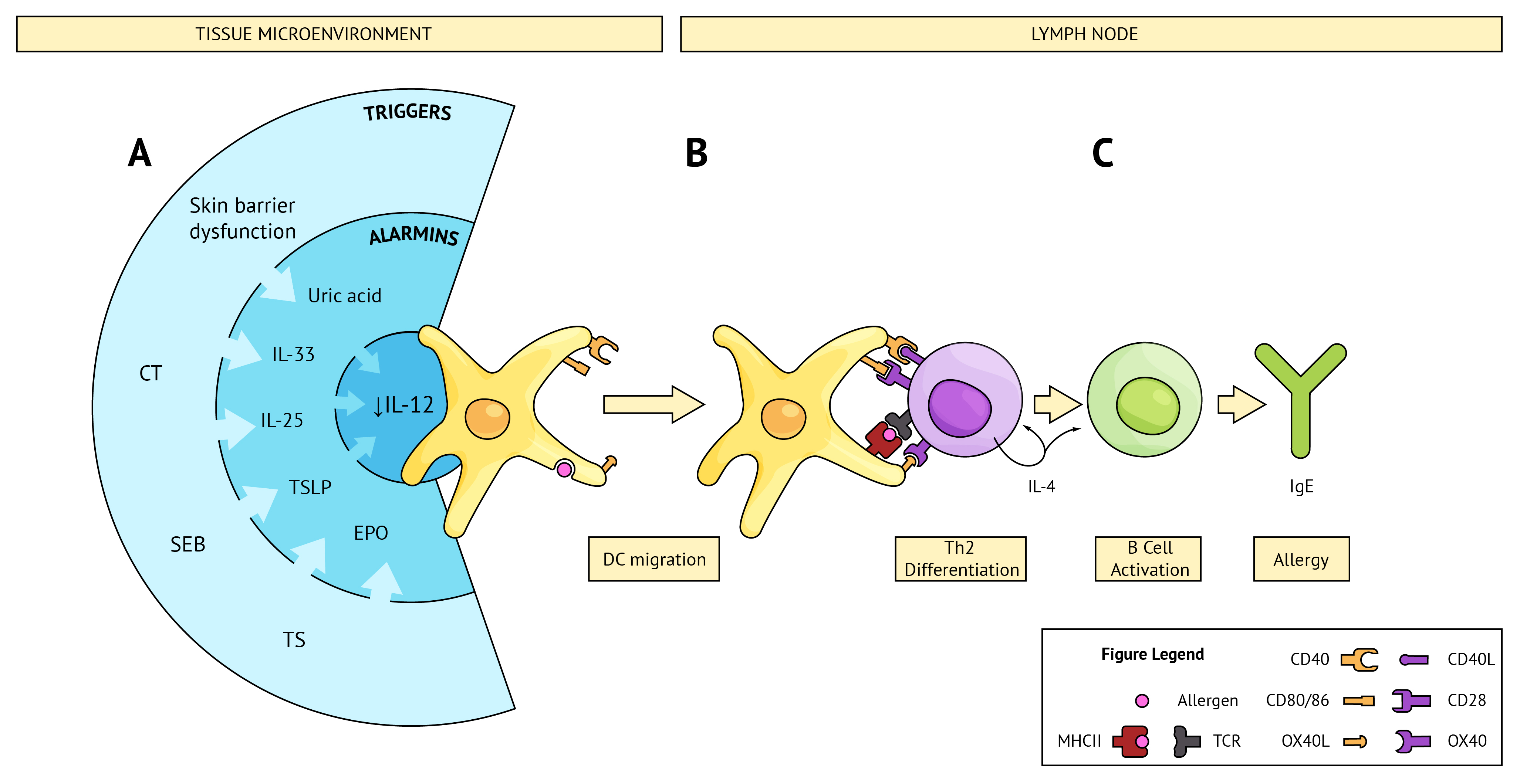 The Initiation of Th2 Immunity towards Food Allergens[v1] | Preprints.org