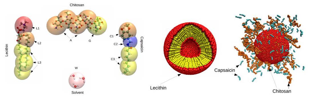 Mesoscopic Modeling of Encapsulation of Capsaicin by Lecithin/Chitosan ...