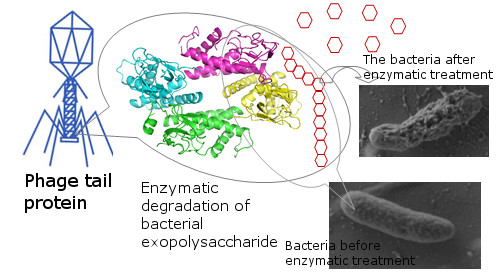 The Antibiofilm Activity of Dual-Function Tail Tubular Protein B from ...