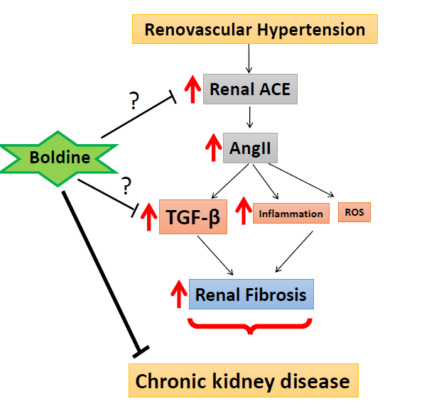 Boldine Improves Kidney Damage in the Goldblatt 2K1C Model Avoiding the ...