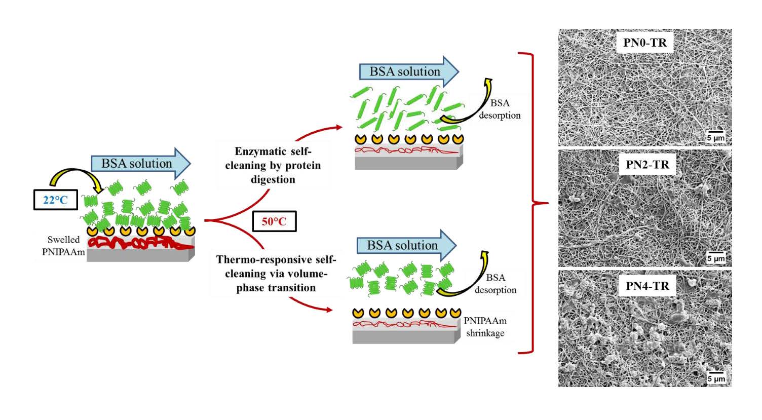 Dual Functional Ultrafiltration Membranes with Enzymatic Digestion and ...