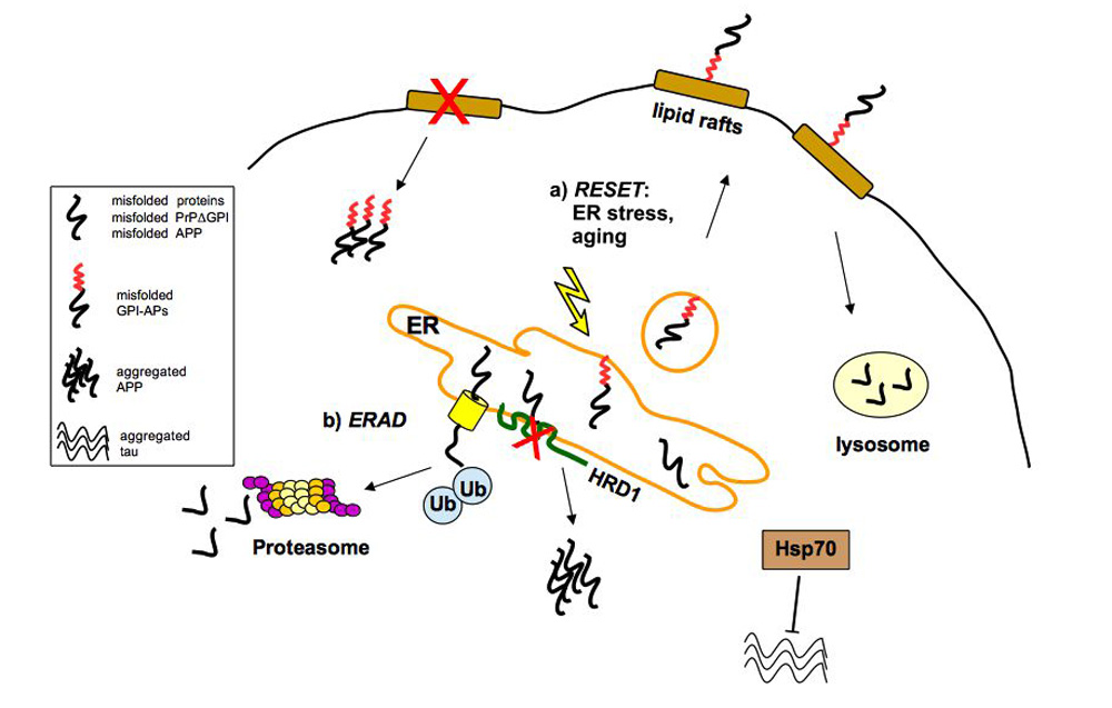 Untangling the Prion-Like Misfolding Mechanism for Neurodegenerative ...