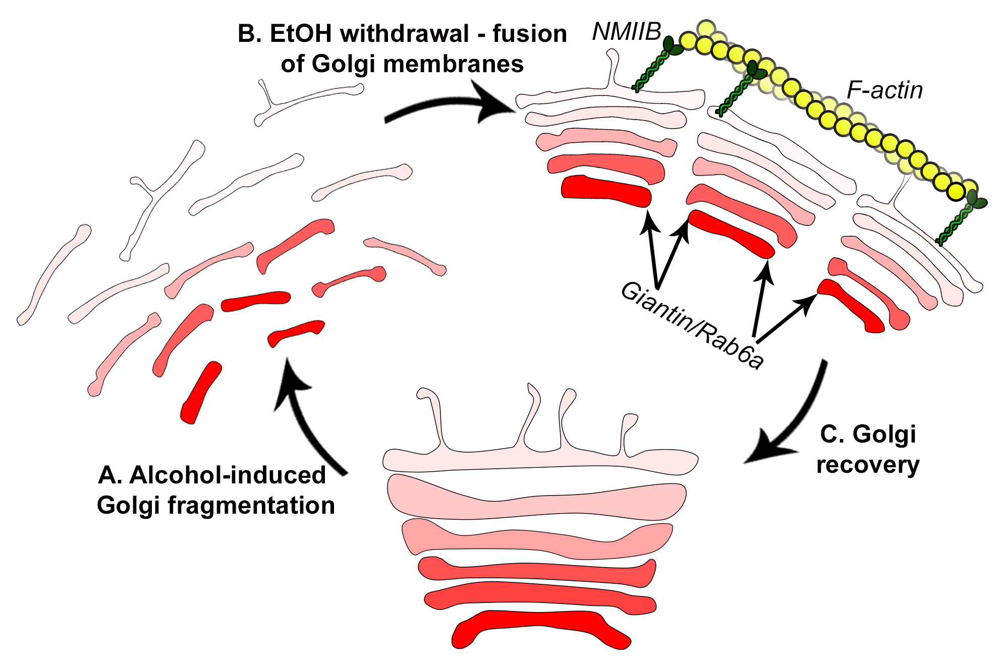 The Role of Golgi Morphology in Post-Alcohol Recovery of Hepatocytes ...