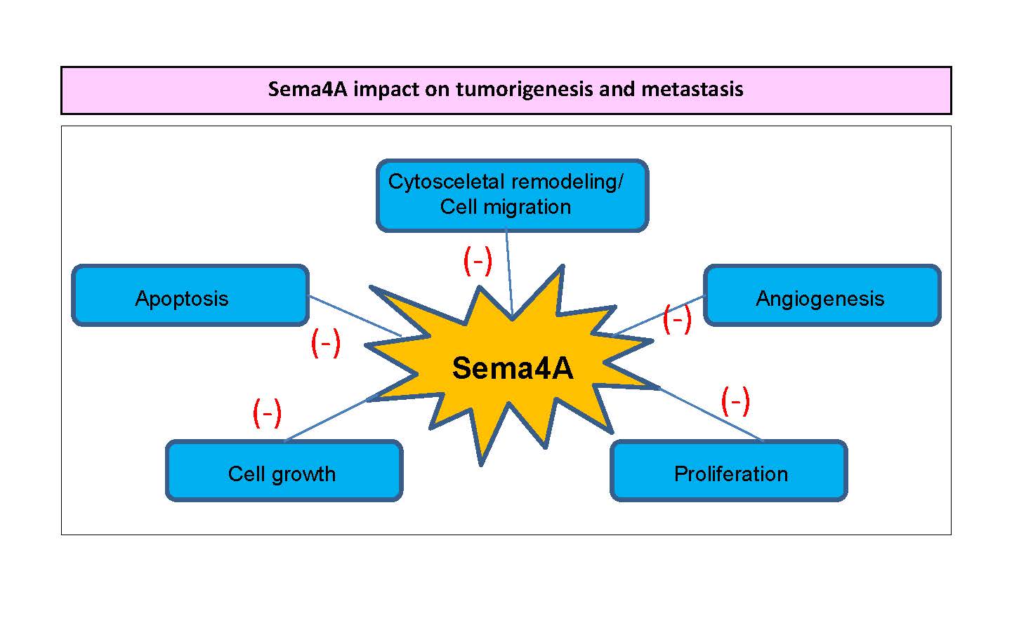 Neuroimmune Semaphorin 4A in Cancer Angiogenesis and Inflammation[v1 ...