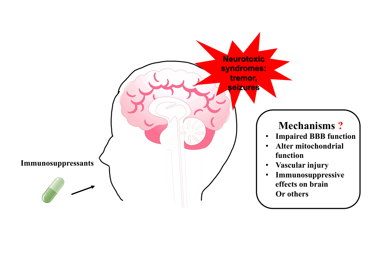 Recent Topics on the Mechanisms of Immunosuppressive Therapy-Related ...