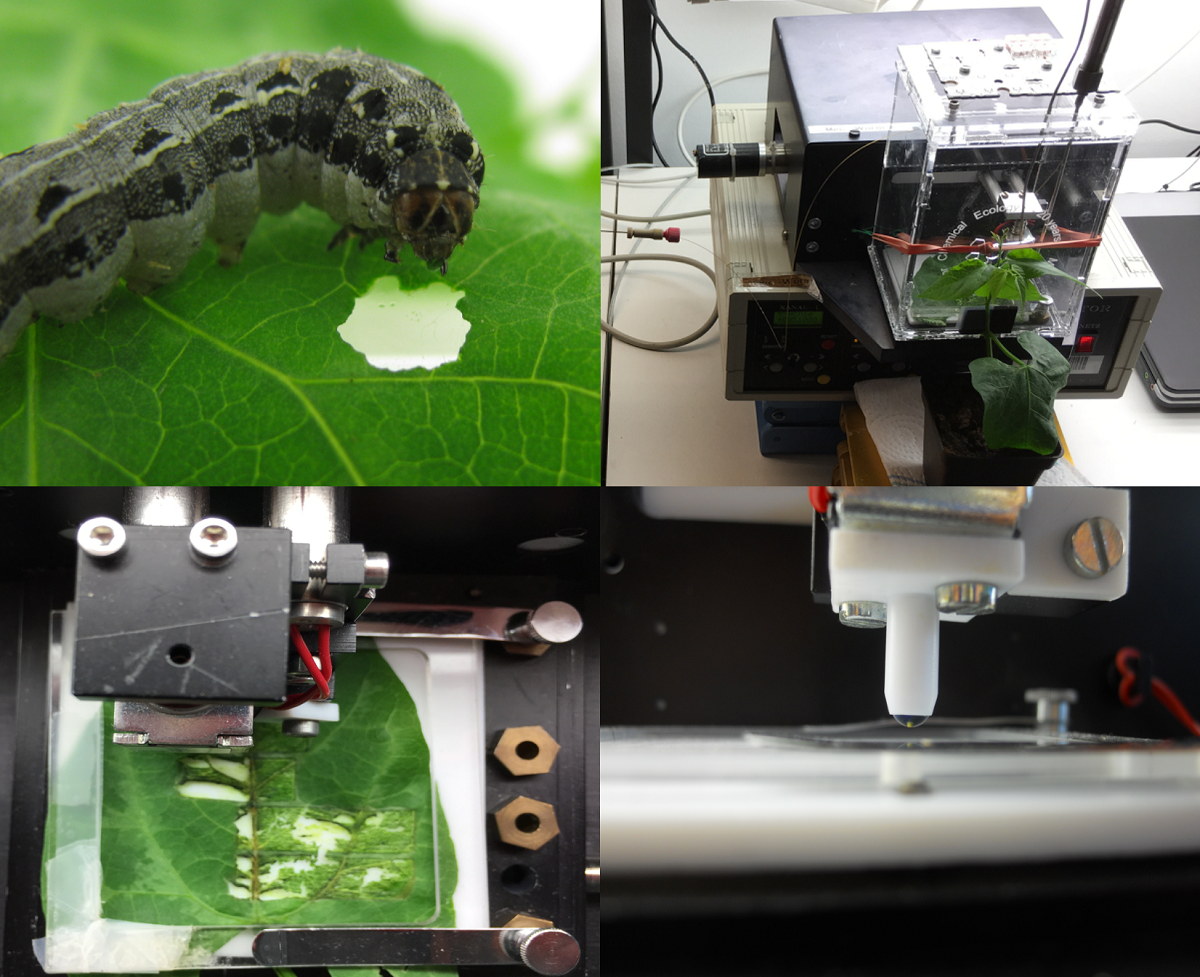 SpitWorm, an Herbivorous Robot: Mechanical Leaf Wounding with ...