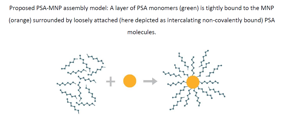 Synthesis of Poly-Sodium-Acrylate (PSA) Coated Magnetic Nanoparticles ...