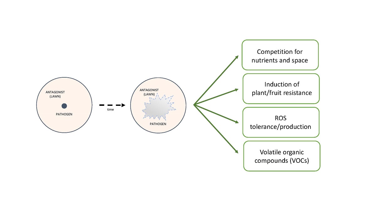 Evaluation of Native Wine Yeast as Biocontrol Agents Against Fungal ...