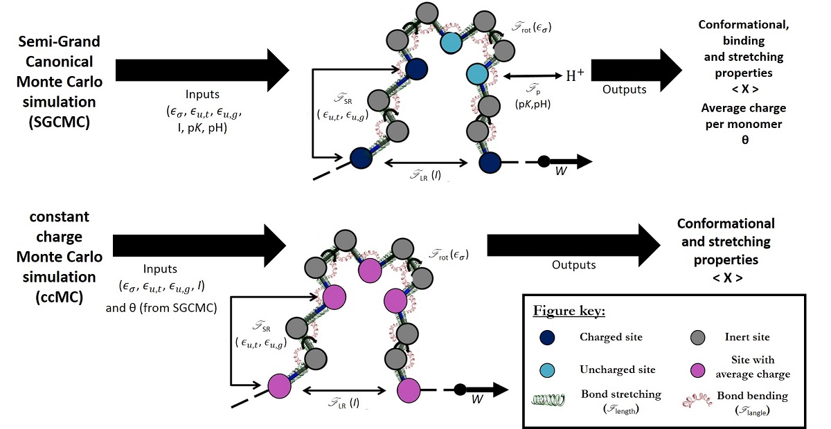 Role of Charge Regulation and Fluctuations in the Conformational and ...