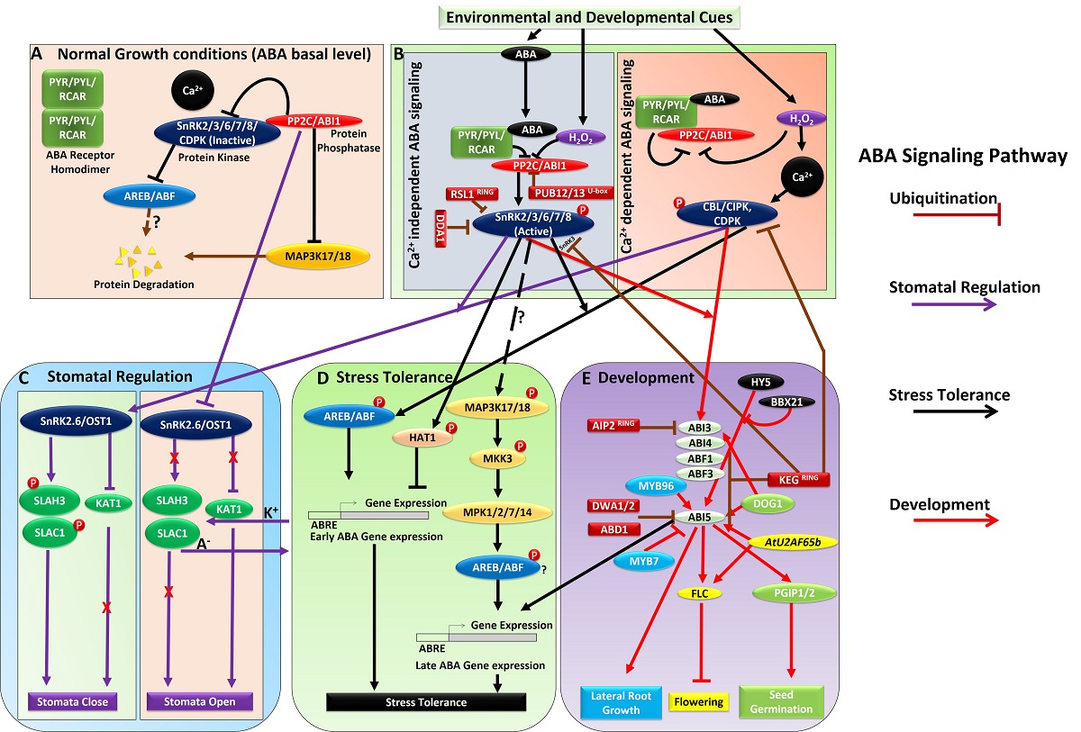 Integration of Abscisic Acid Signaling with Other Signaling Pathways in ...