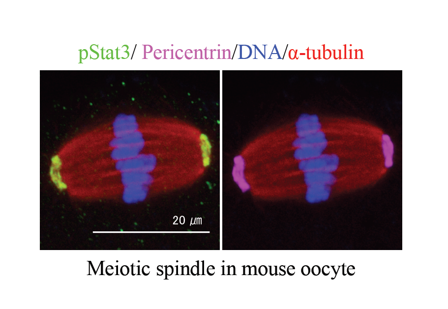 Dynamic Changes of pStat3 are Involved in Meiotic Spindle Assembly in ...