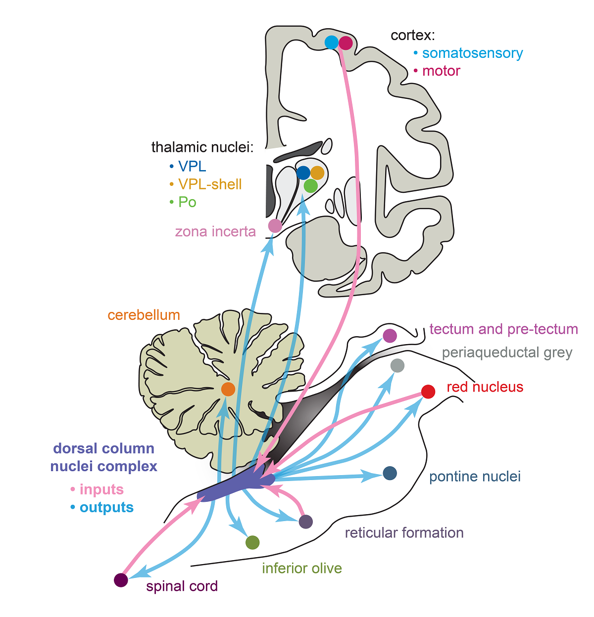 The Dorsal Column Nuclei Complex Neuroanatomy Reveals a Complex ...