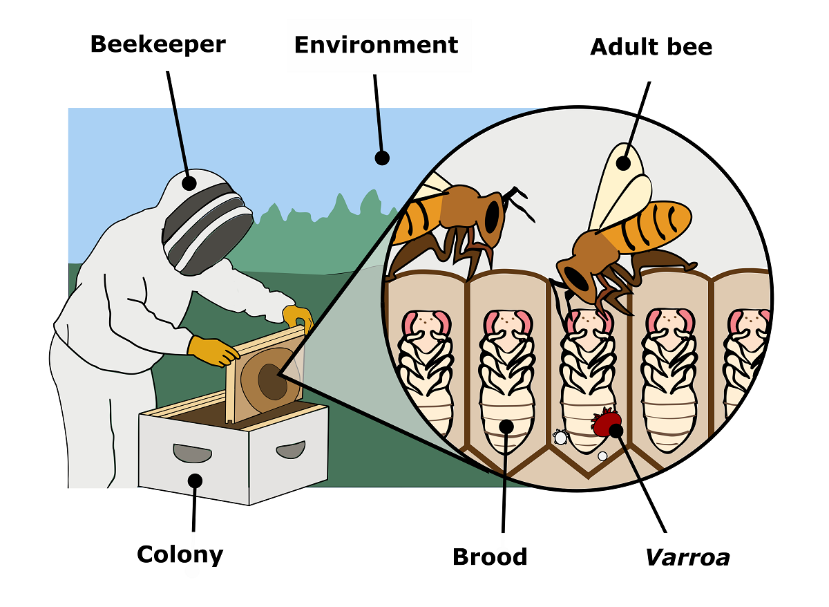 Honey Bee Survival Mechanisms Against the Parasite Varroa destructor: A ...