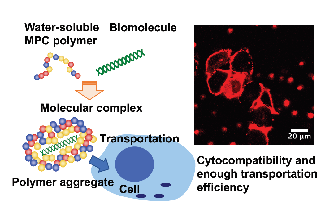 Water-soluble and Cytocompatible Phospholipid Polymers for Molecular ...