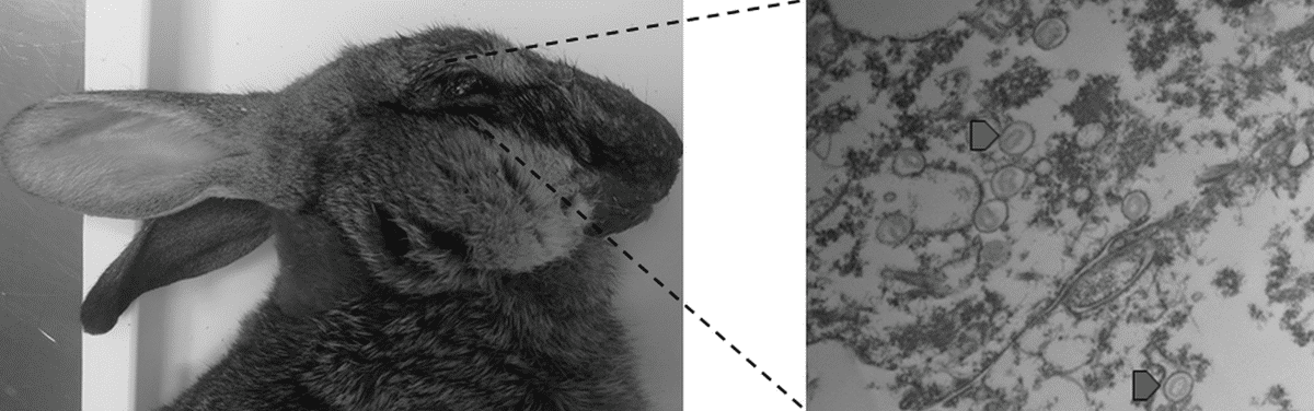 Detection of Recombinant Hare Myxoma Virus in Wild Rabbits (Oryctolagus ...