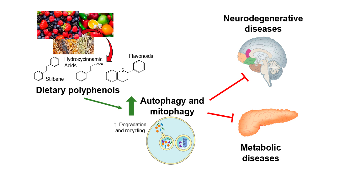 Dietary Polyphenols in Metabolic Diseases and Neurodegeneration ...